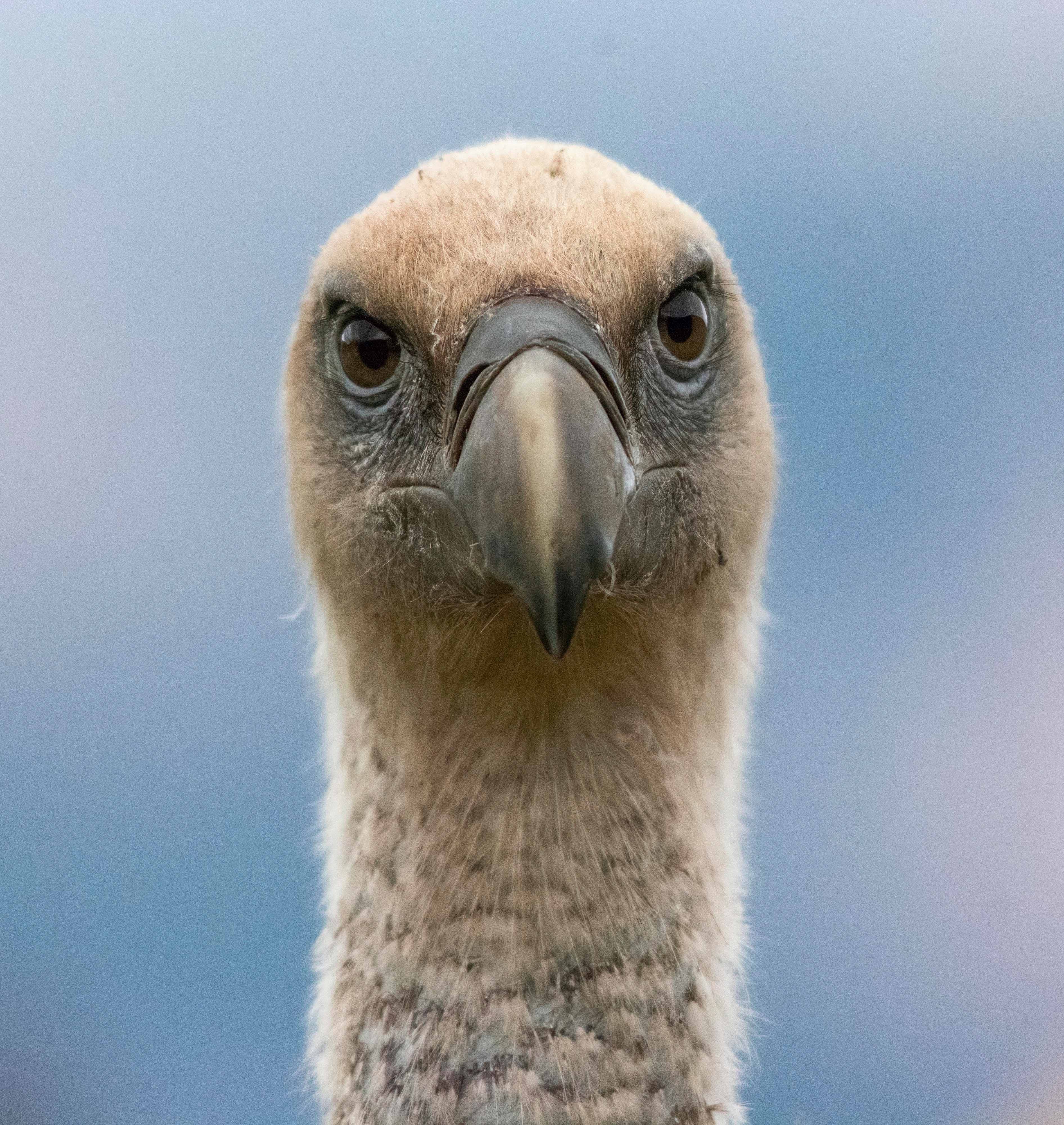 Griffon Vulture by Dale Hanson - BirdGuides