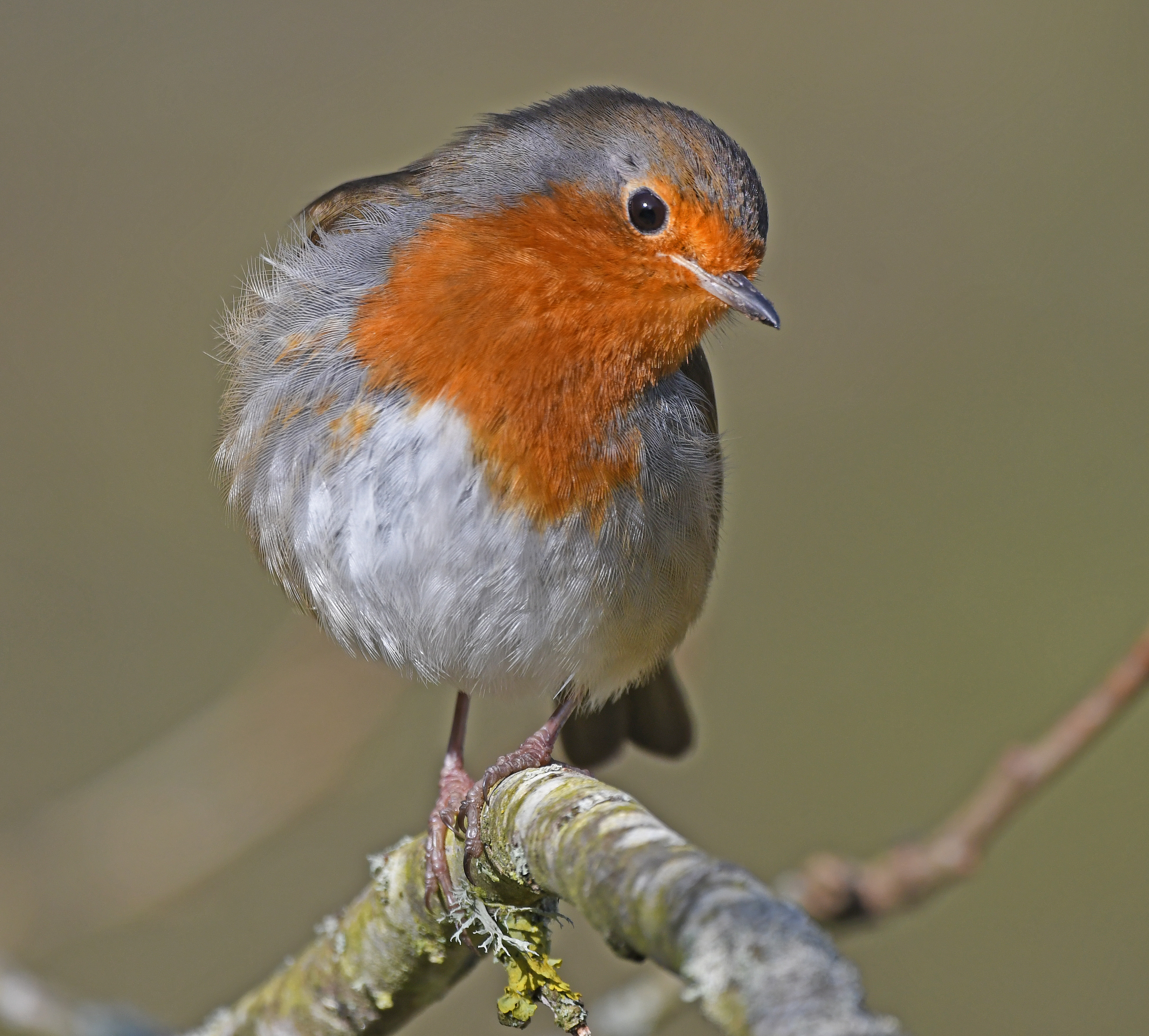 European Robin by Tom Moodie - BirdGuides