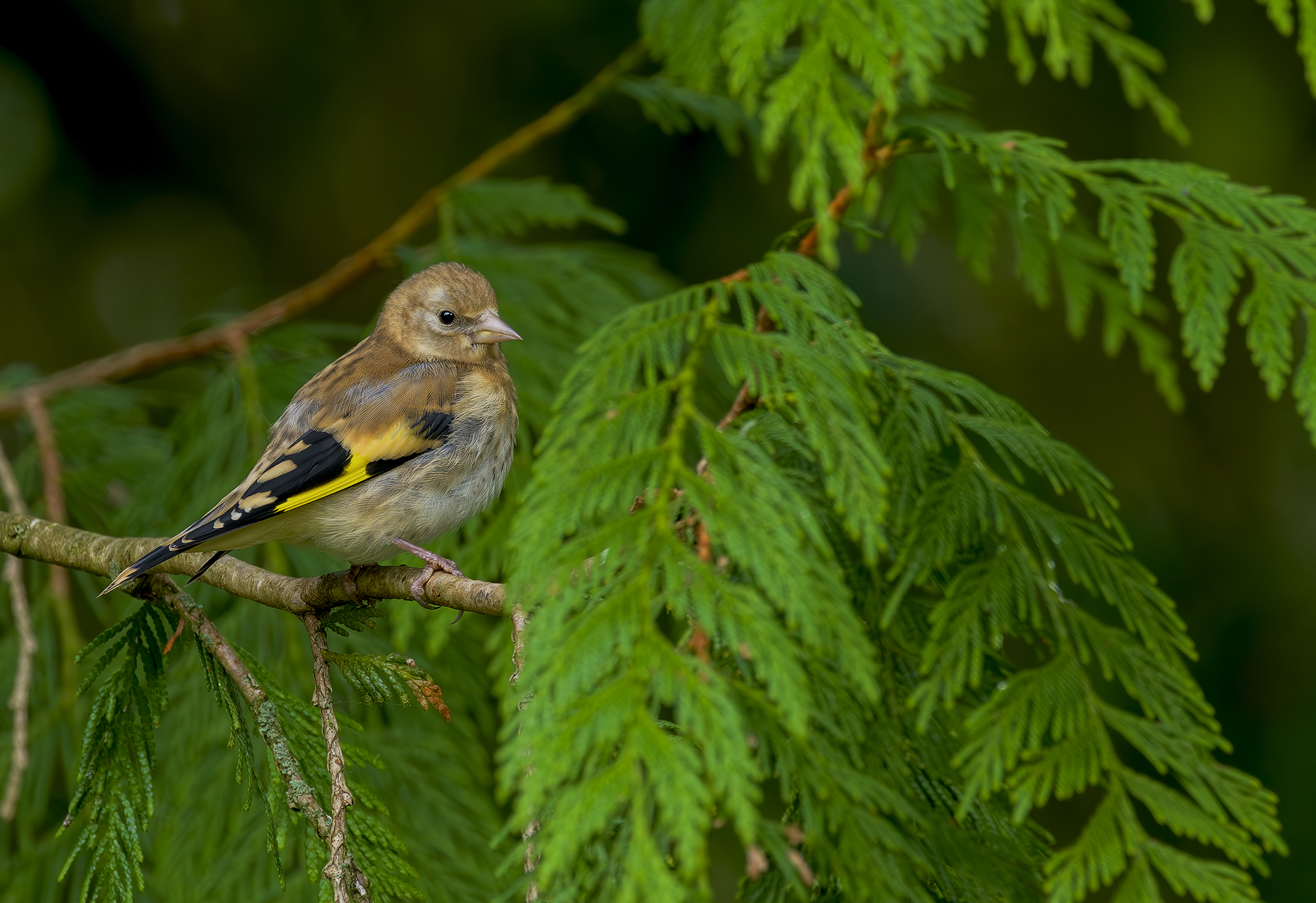 Goldfinch by Richard Venn - BirdGuides