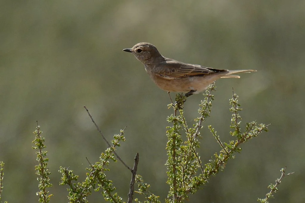 Details : Chat Flycatcher - BirdGuides