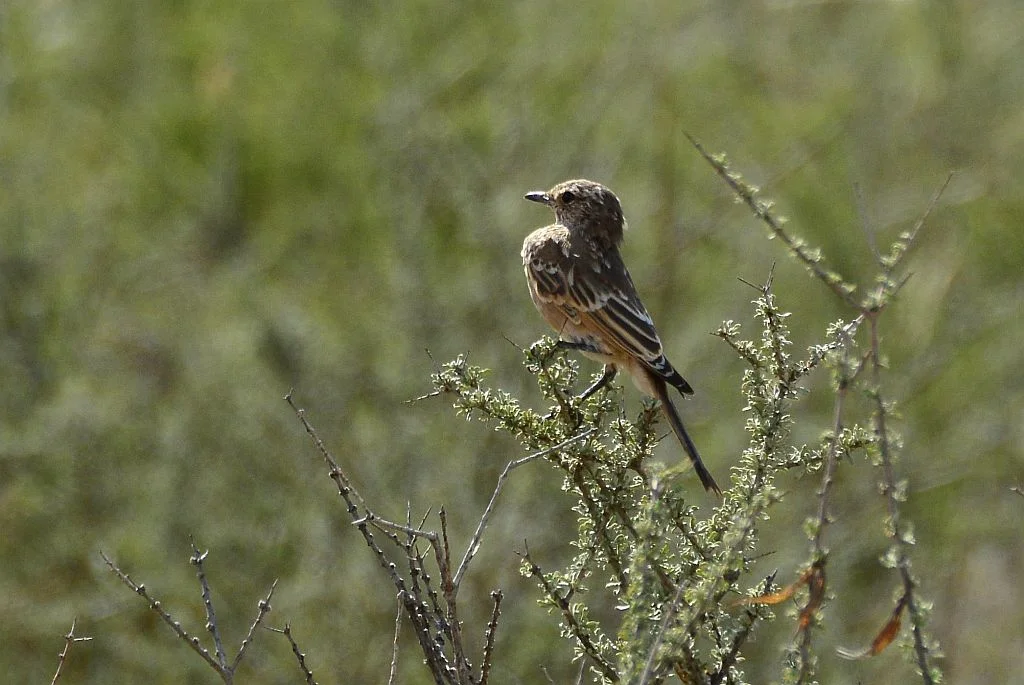 Details : Chat Flycatcher - BirdGuides