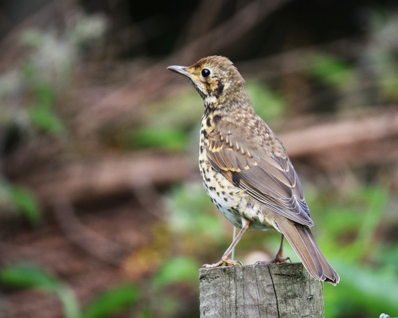 Mistle Thrush by Irene Harrison - BirdGuides