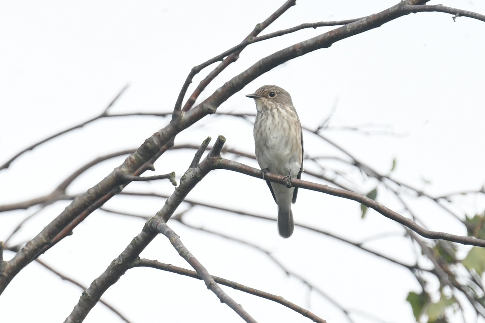 Birdwatching Sites in Nottinghamshire - BirdGuides