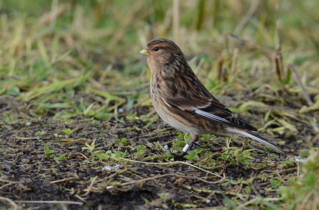 Twite by Joe Graham - BirdGuides
