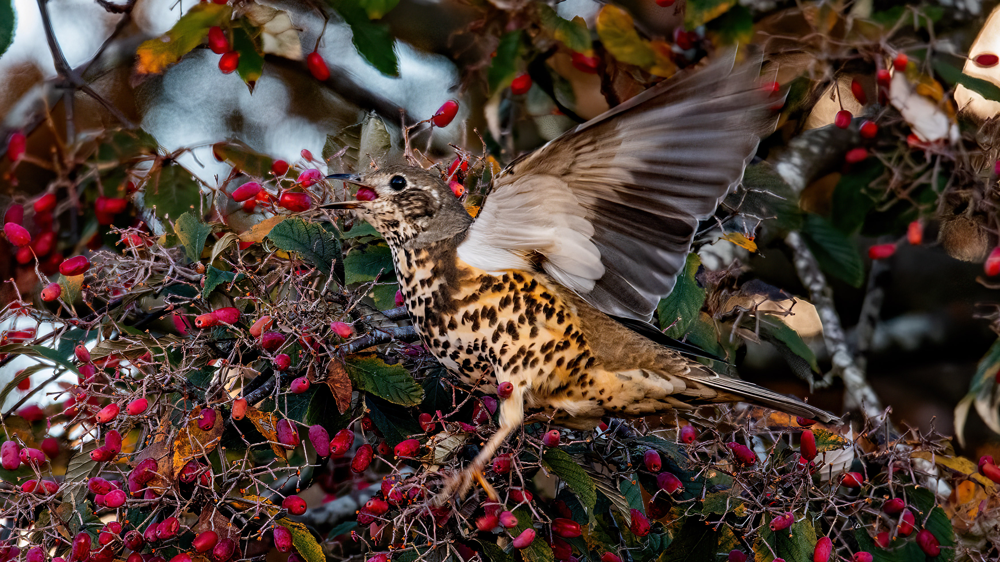 Mistle Thrush by Andy Thompson - BirdGuides