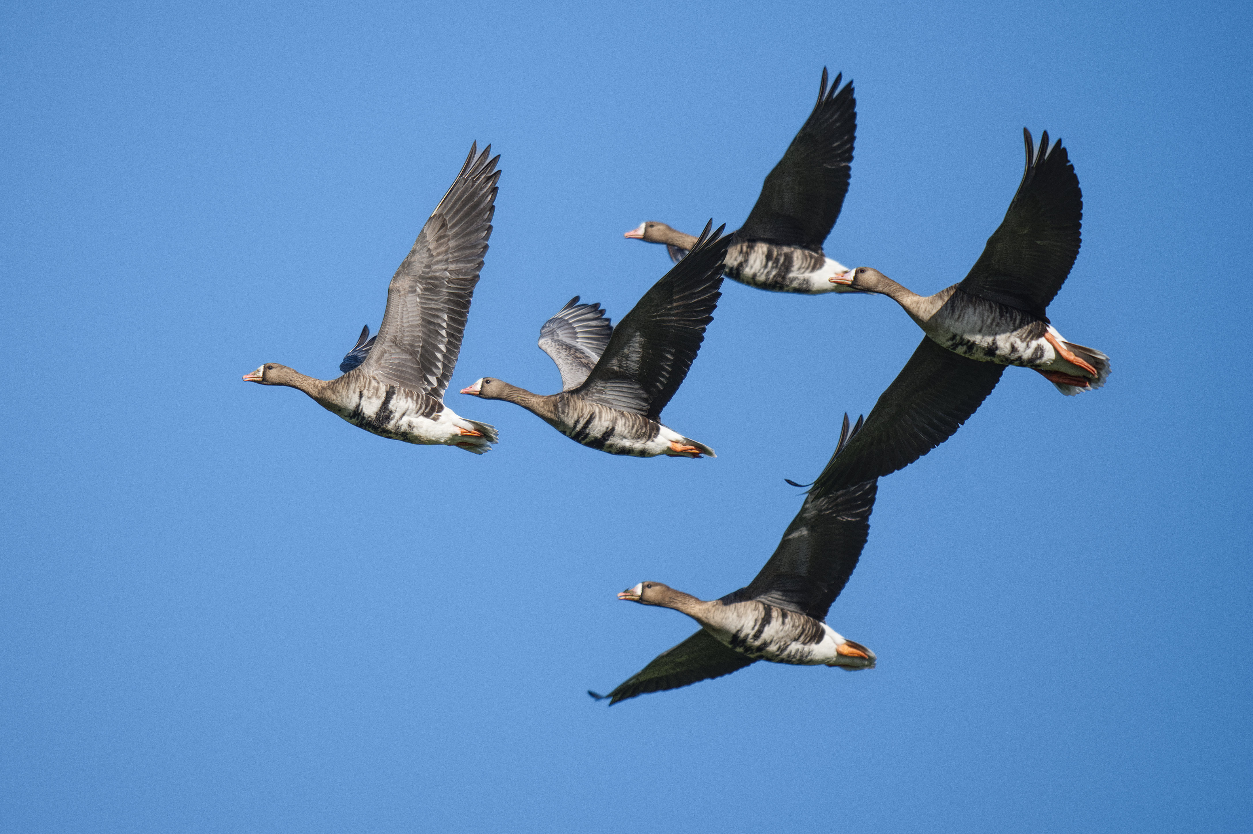 Millions of birds impacted by New Year's Eve fireworks - BirdGuides