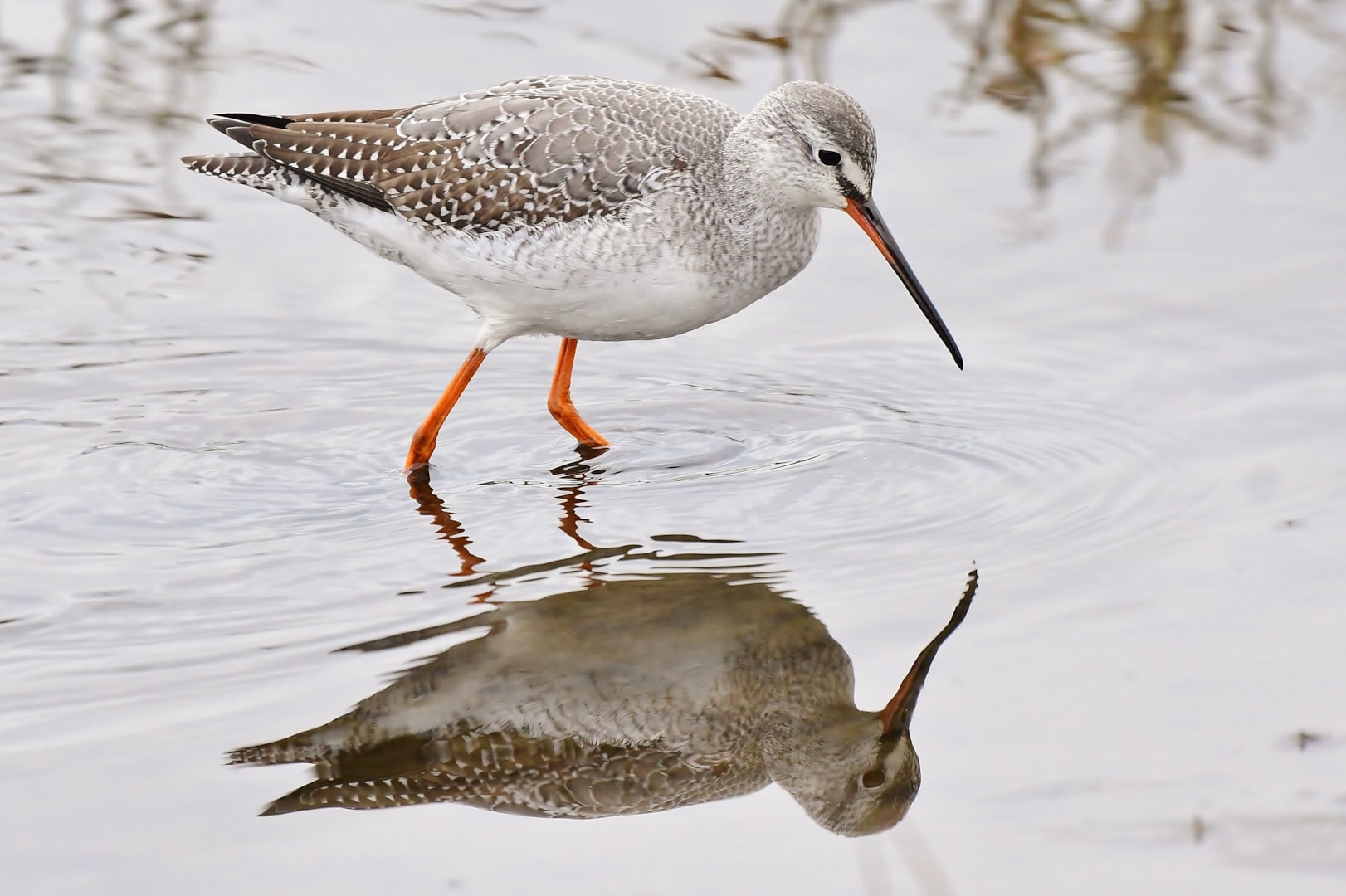 Spotted Redshank by Neil Rendall - BirdGuides