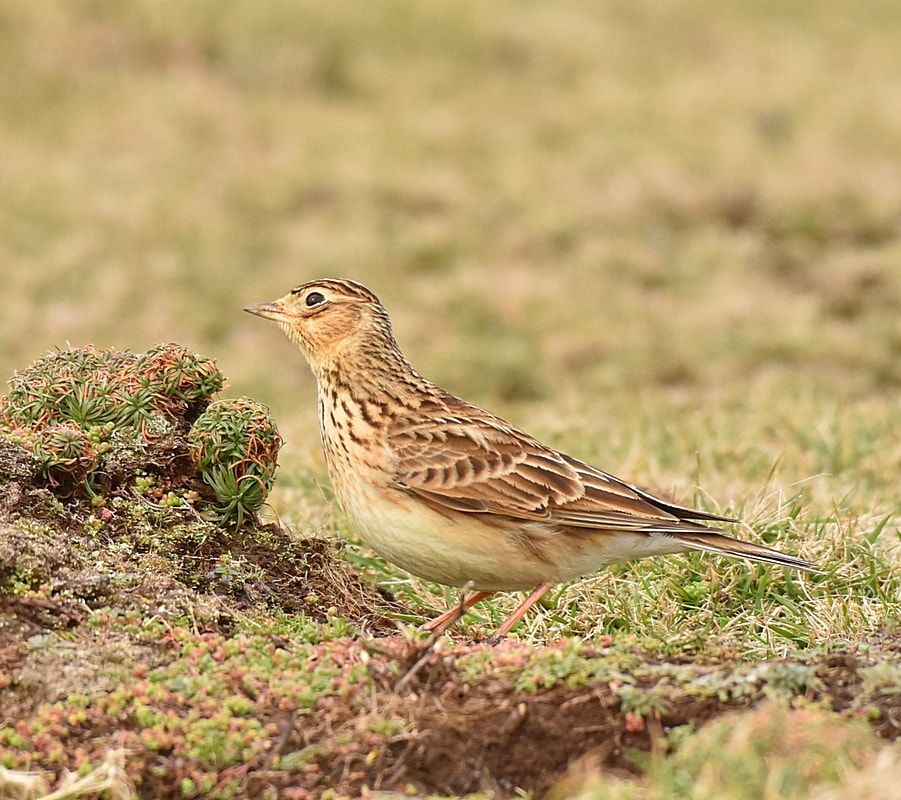Eurasian Skylark by John Rowe - BirdGuides