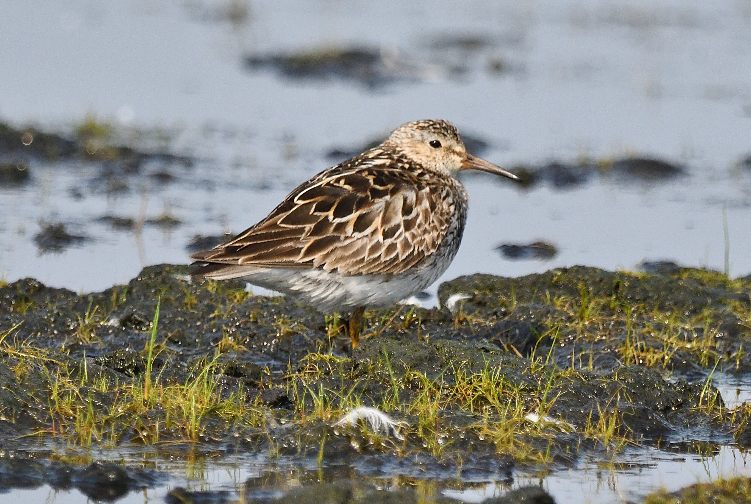 Birdwatching Sites in Cumbria - BirdGuides