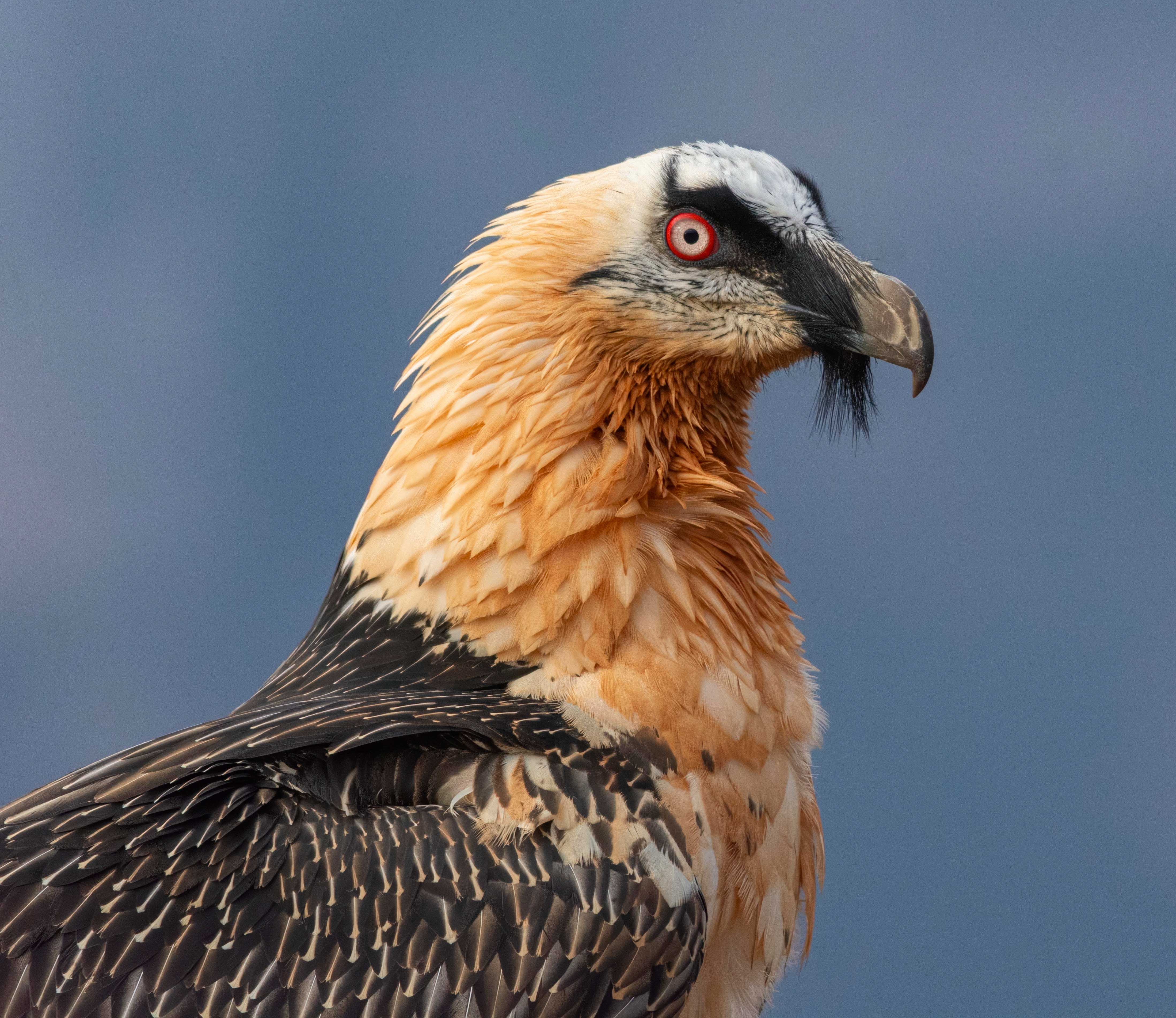 Bearded Vulture by Dale Hanson - BirdGuides