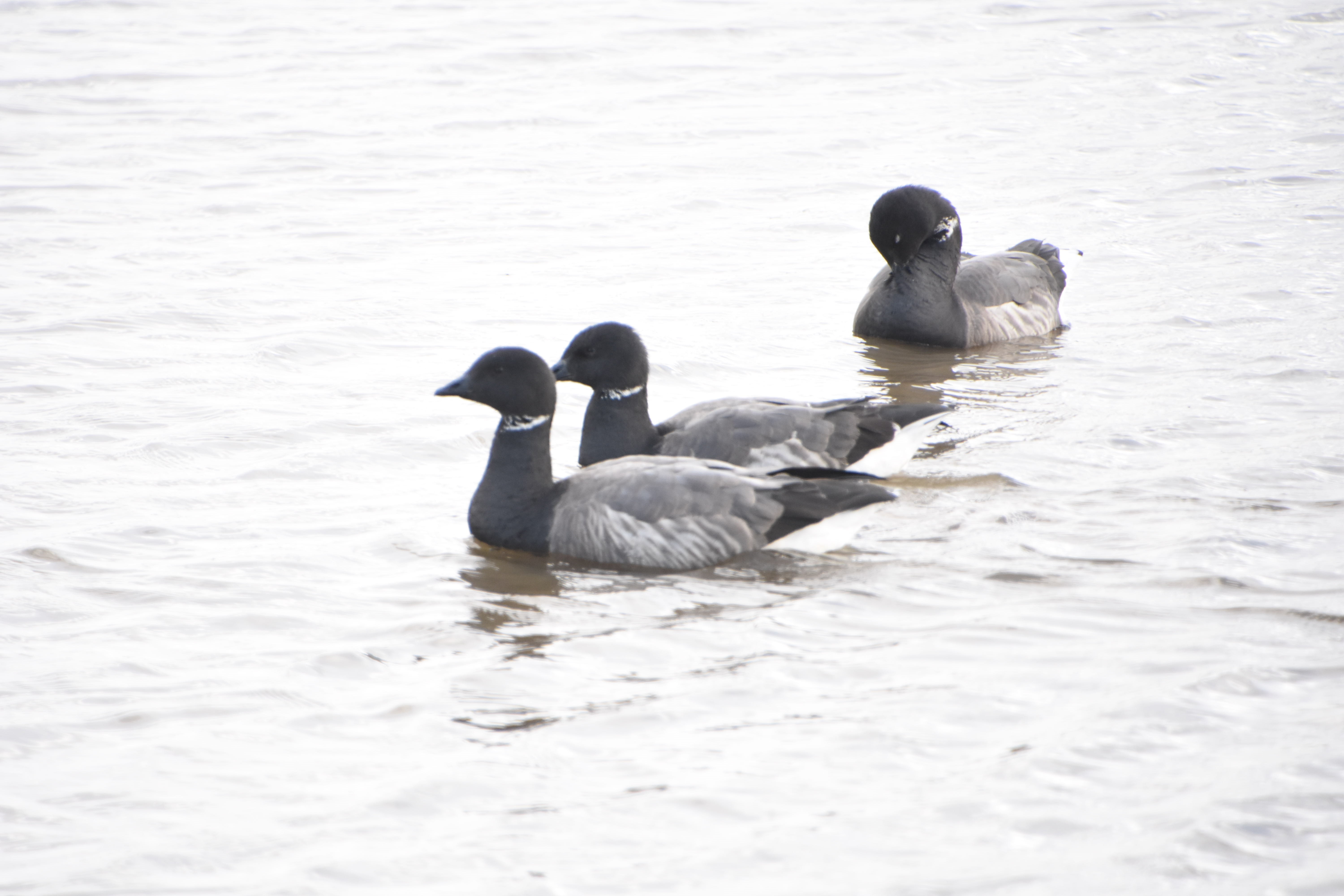 Dark-bellied Brent Goose by Harshith Karthik Parthiban - BirdGuides