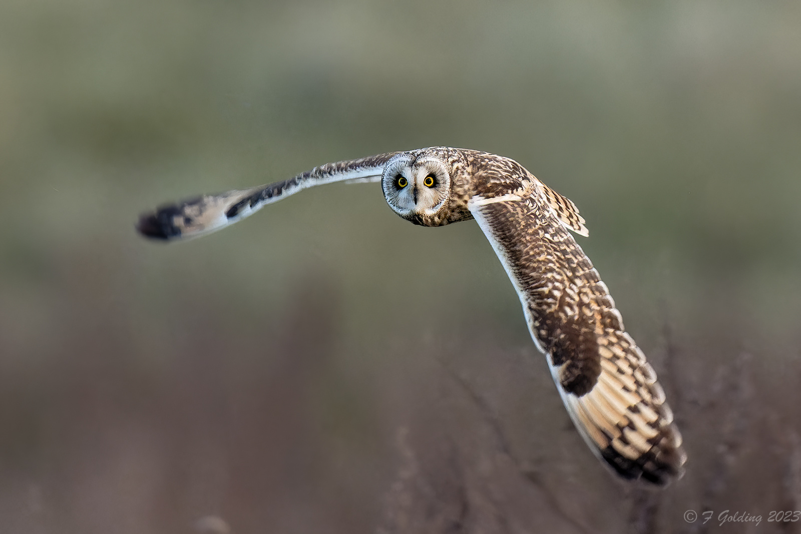 Short-eared Owl by Frank Golding - BirdGuides