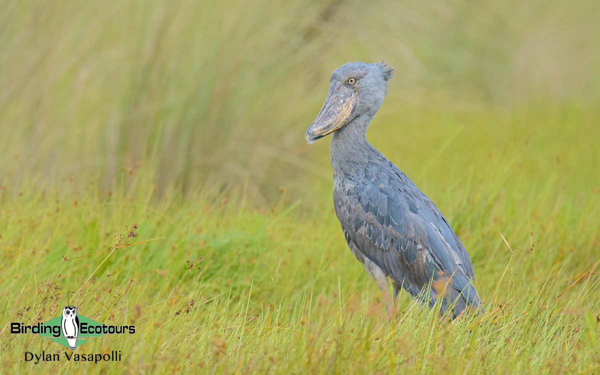 Details : Shoebill - BirdGuides