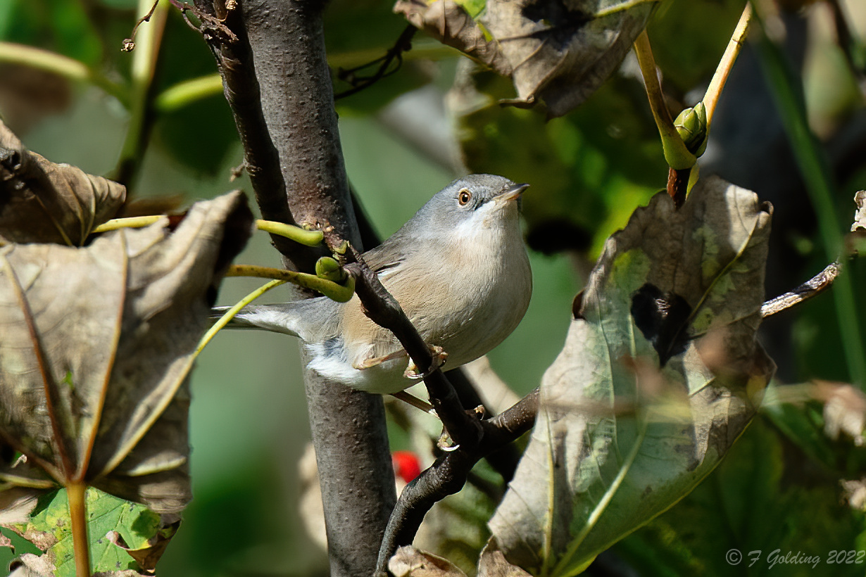 Subalpine warbler sp by Frank Golding - BirdGuides