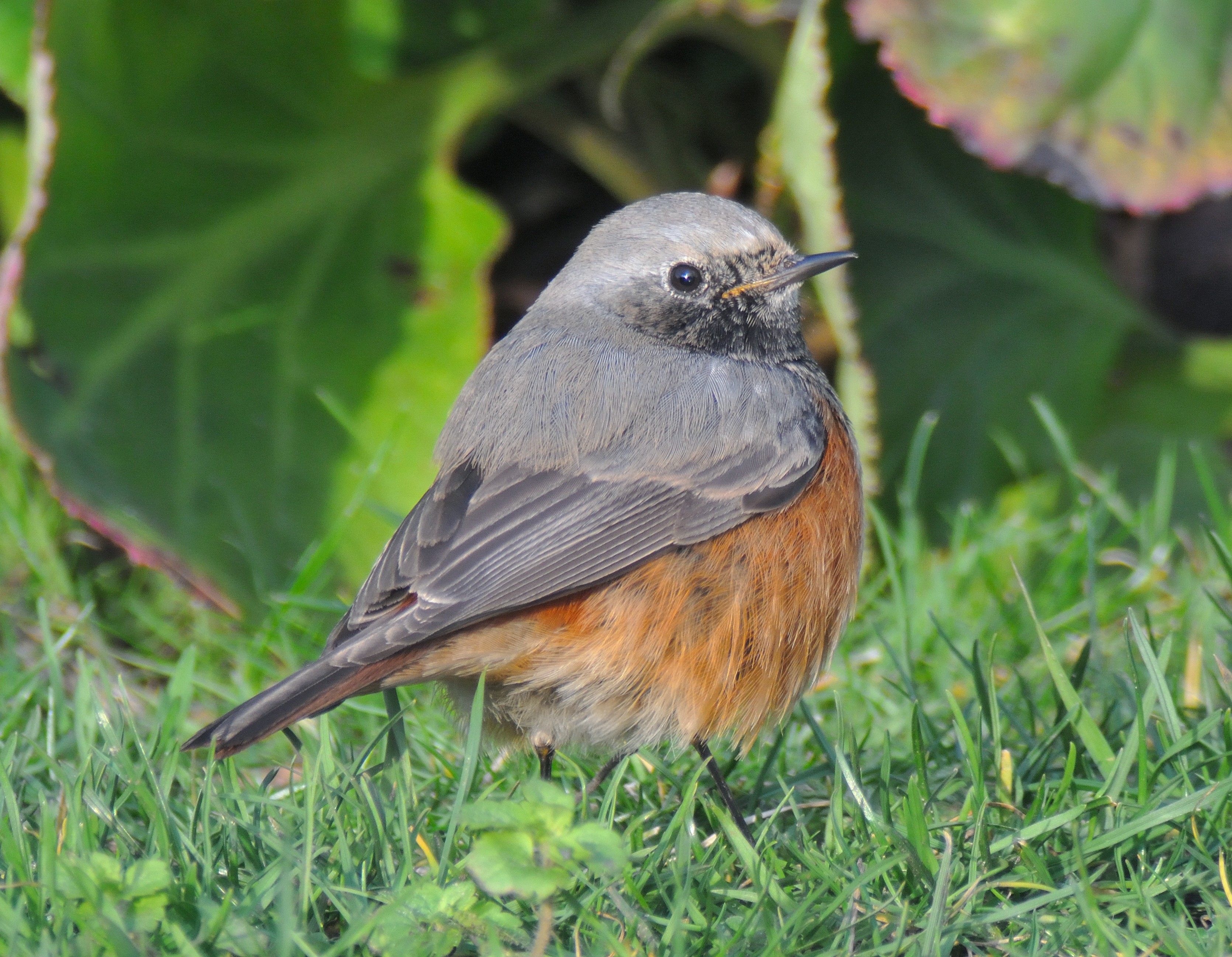 Eastern Black Redstart by Jonathan Theobald - BirdGuides