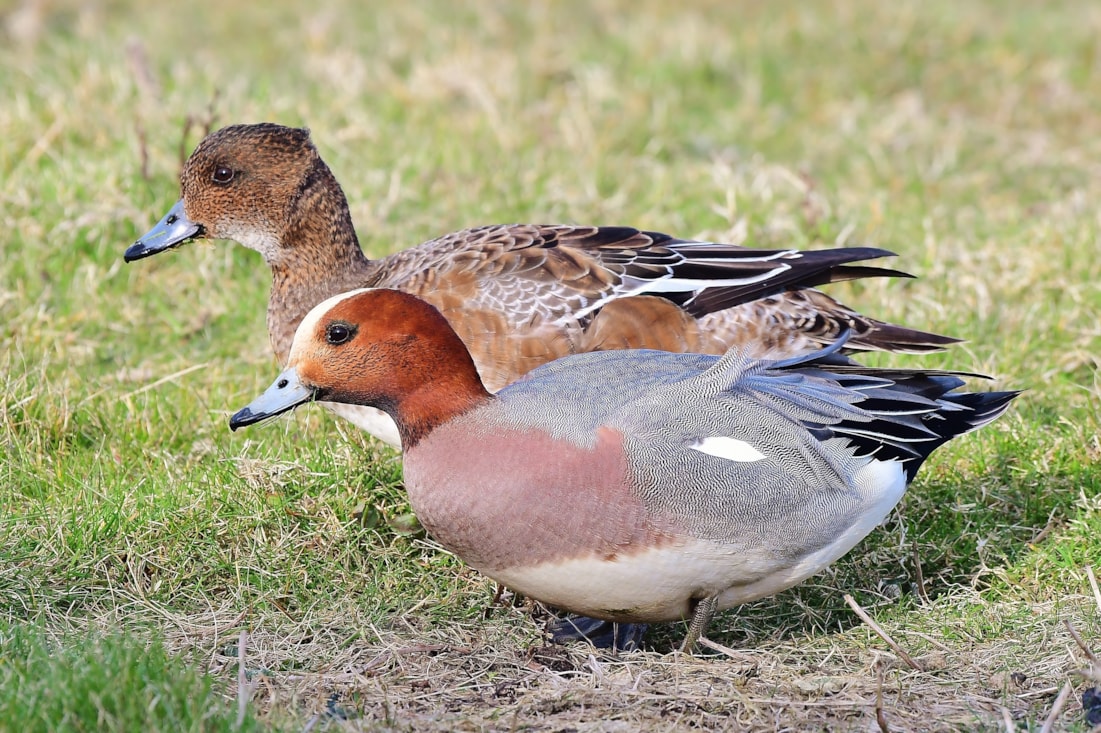 Eurasian Wigeon by Neil Rendall - BirdGuides