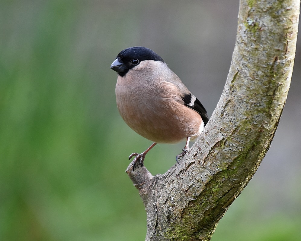 Eurasian Bullfinch by John Rowe - BirdGuides