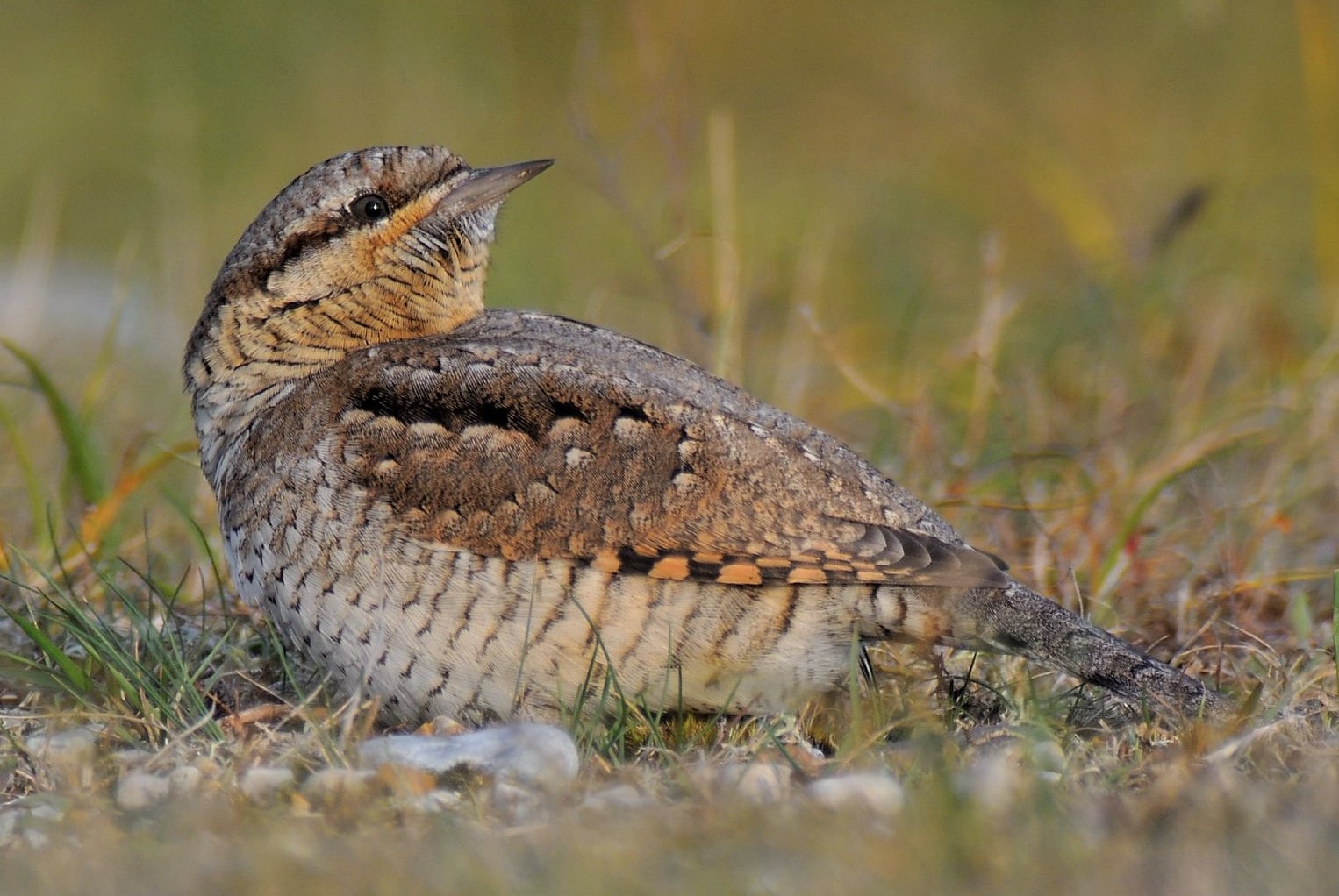 Wryneck by Jonathan Theobald - BirdGuides
