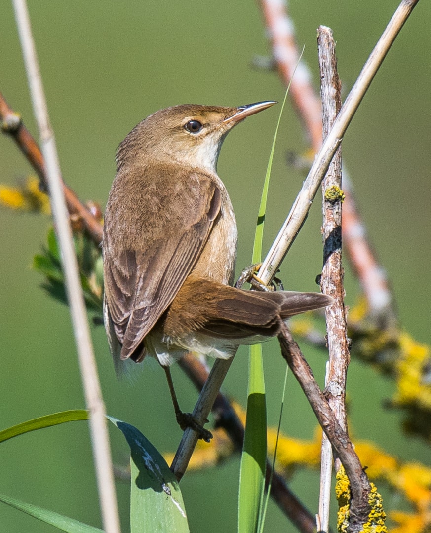 Reed Warbler by Les Cater - BirdGuides