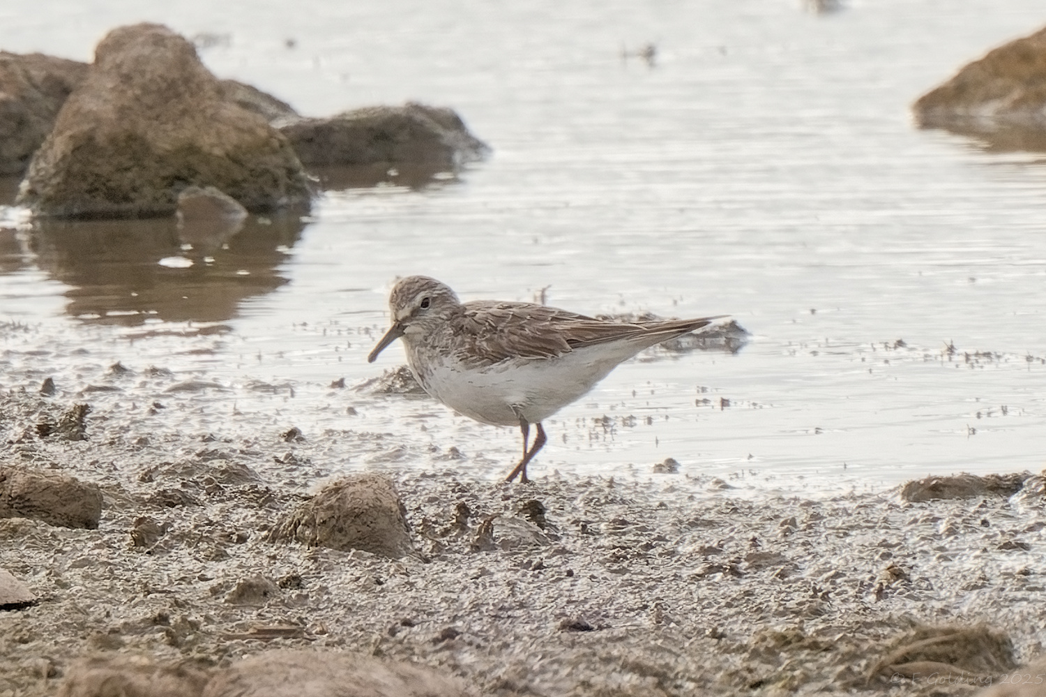White-rumped Sandpiper by Frank Golding - BirdGuides