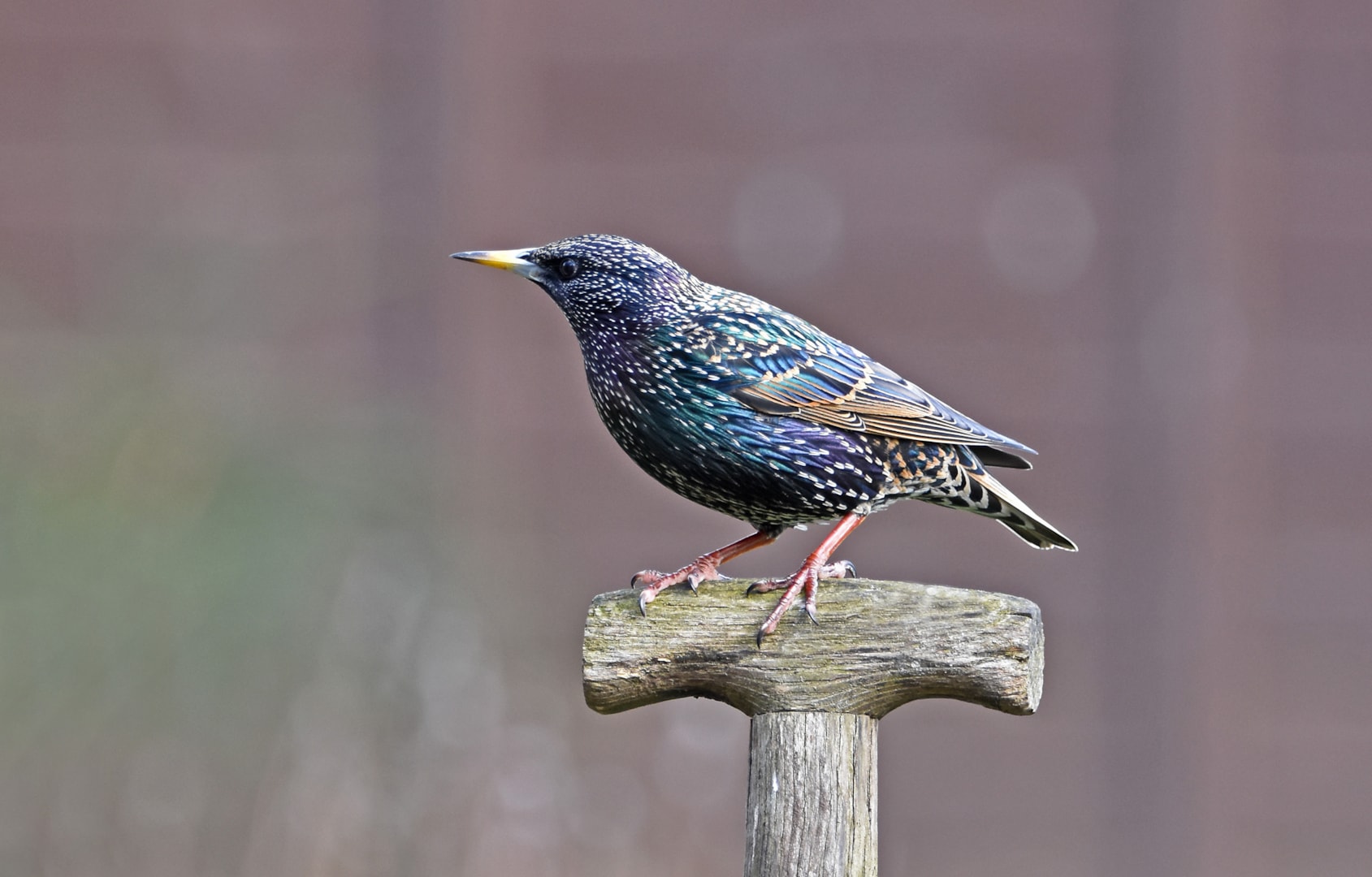 Common Starling by Neil Loverock - BirdGuides