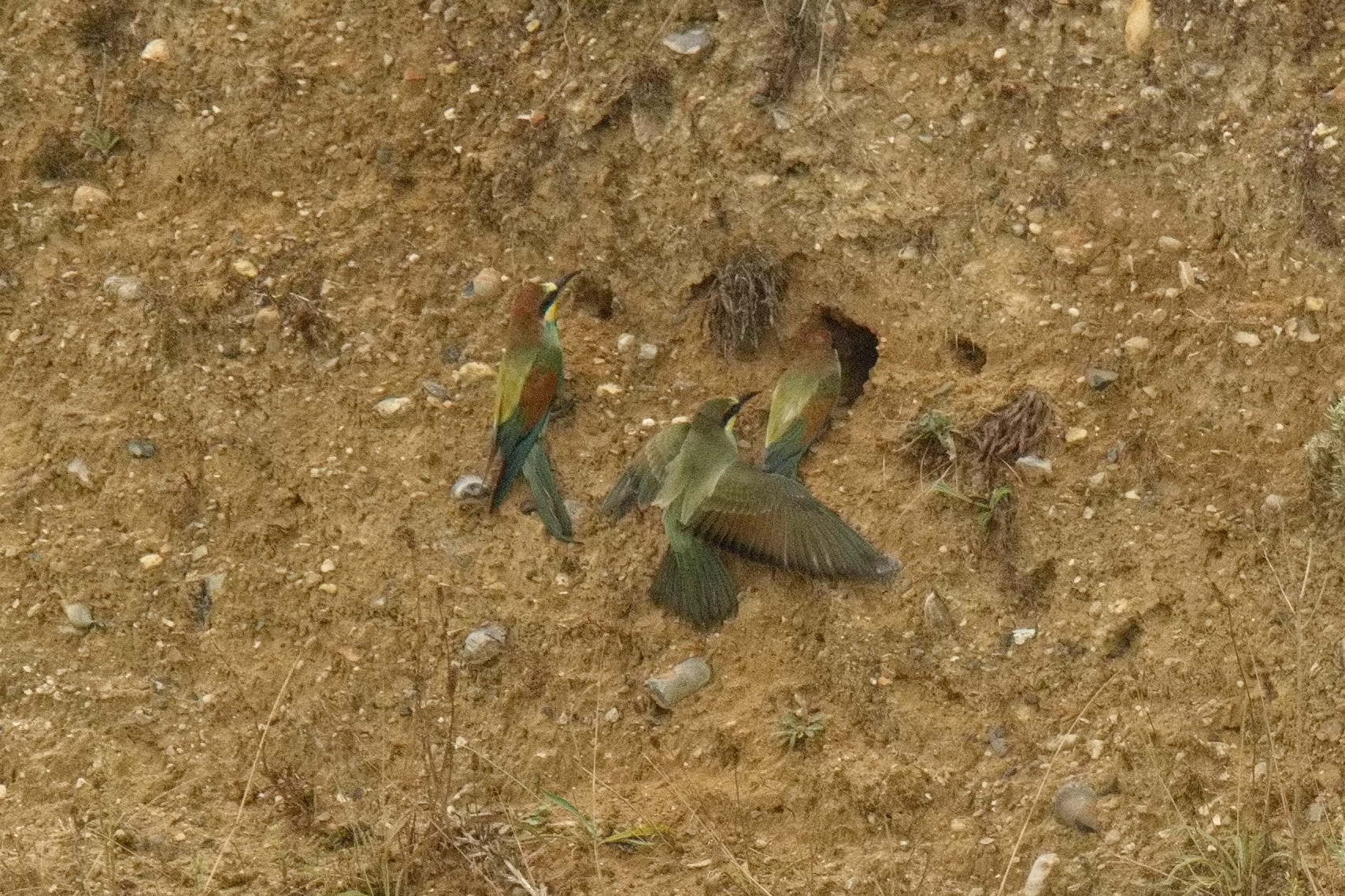 Bee-eater flock leaves Norfolk after chicks fledge - BirdGuides