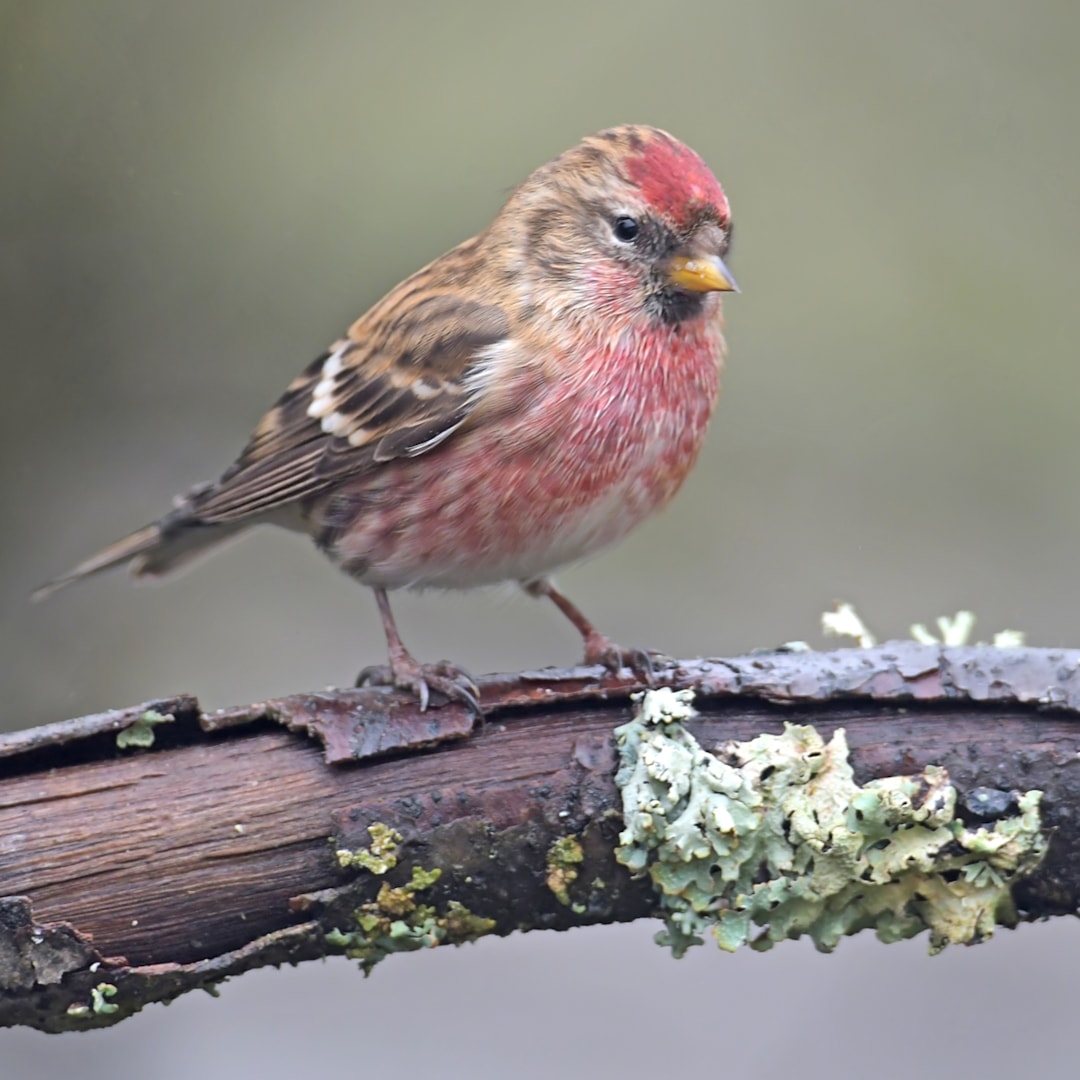 Lesser Redpoll by Kev Joynes - BirdGuides