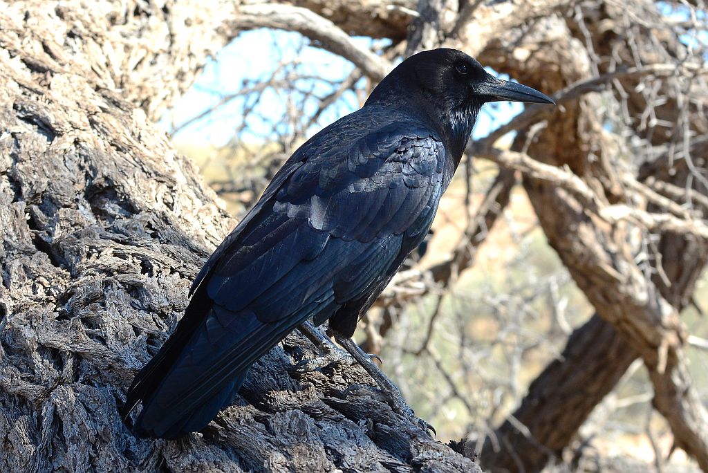 Details : Cape Crow - BirdGuides