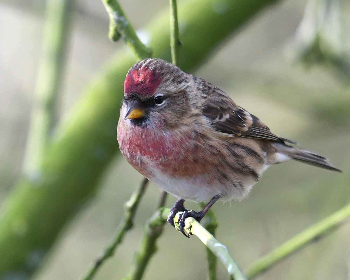 Lesser Redpoll by Nick Appleton - BirdGuides