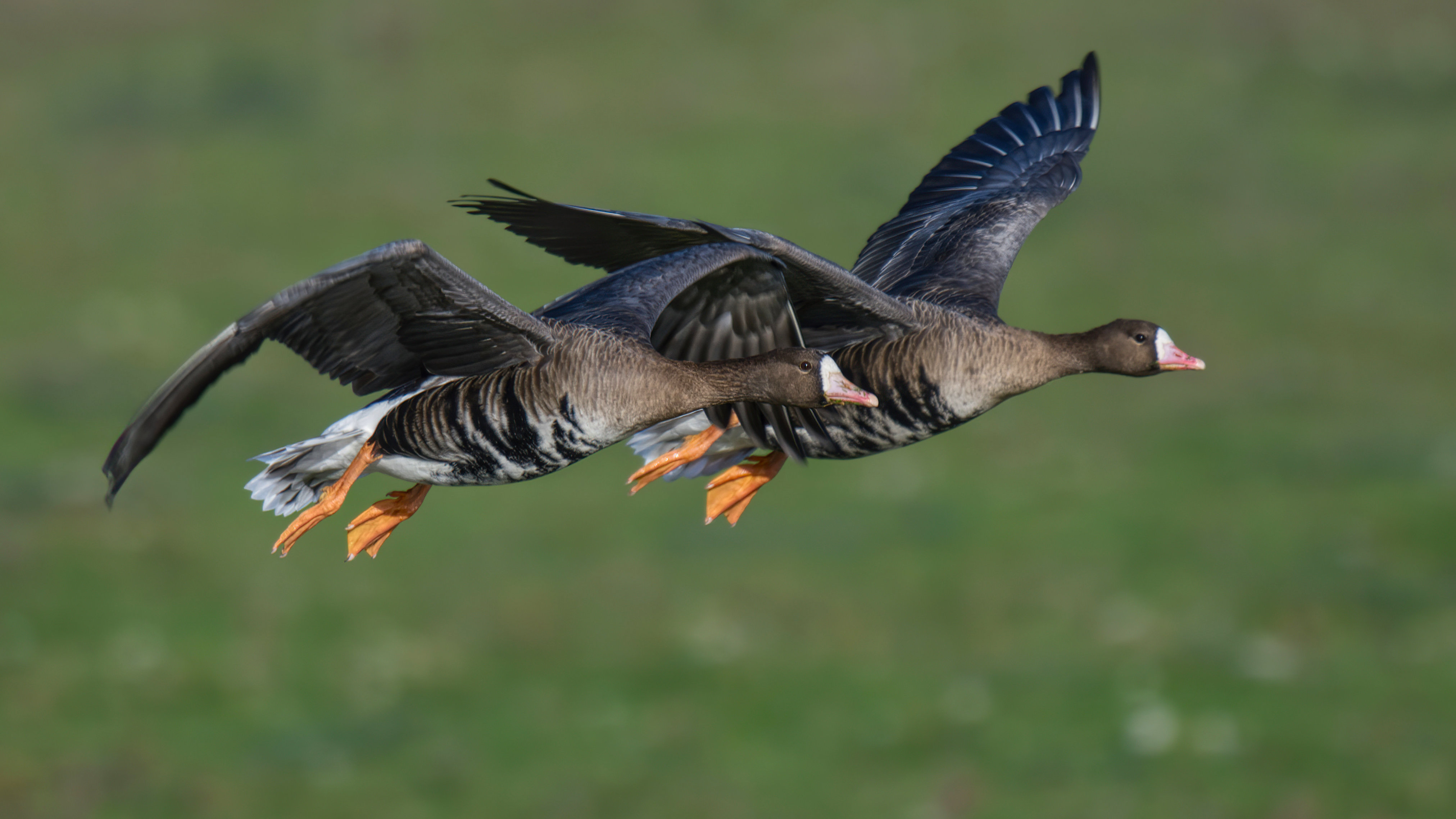 Russian White-fronted Goose by Jonathan Bull - BirdGuides