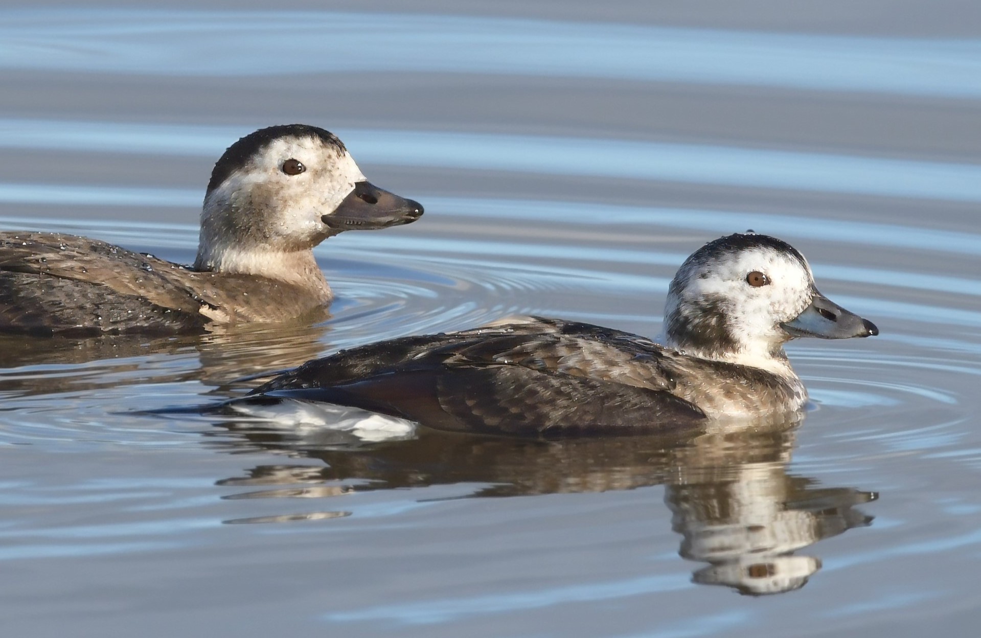Long-tailed Duck by Morgan Stephenson - BirdGuides