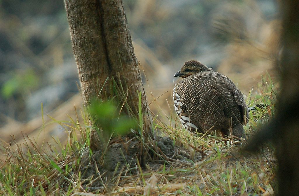 Details : Swamp Francolin - BirdGuides