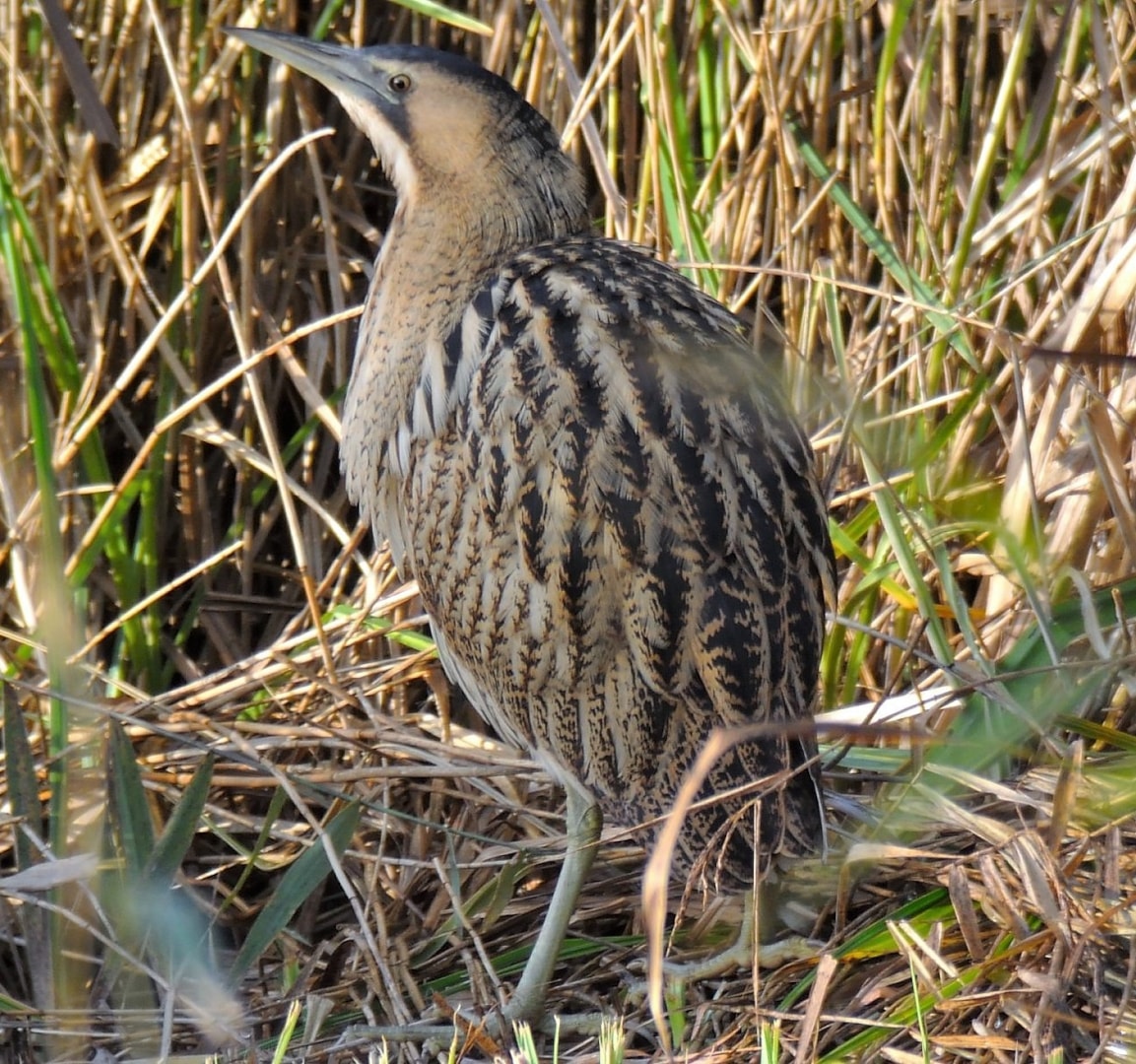 Eurasian Bittern by Jonathan Theobald - BirdGuides