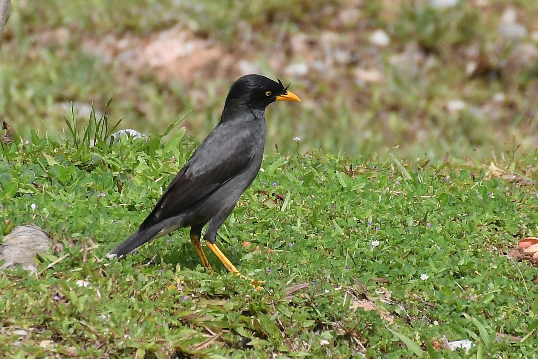 Javan Myna by Tim Dean - BirdGuides
