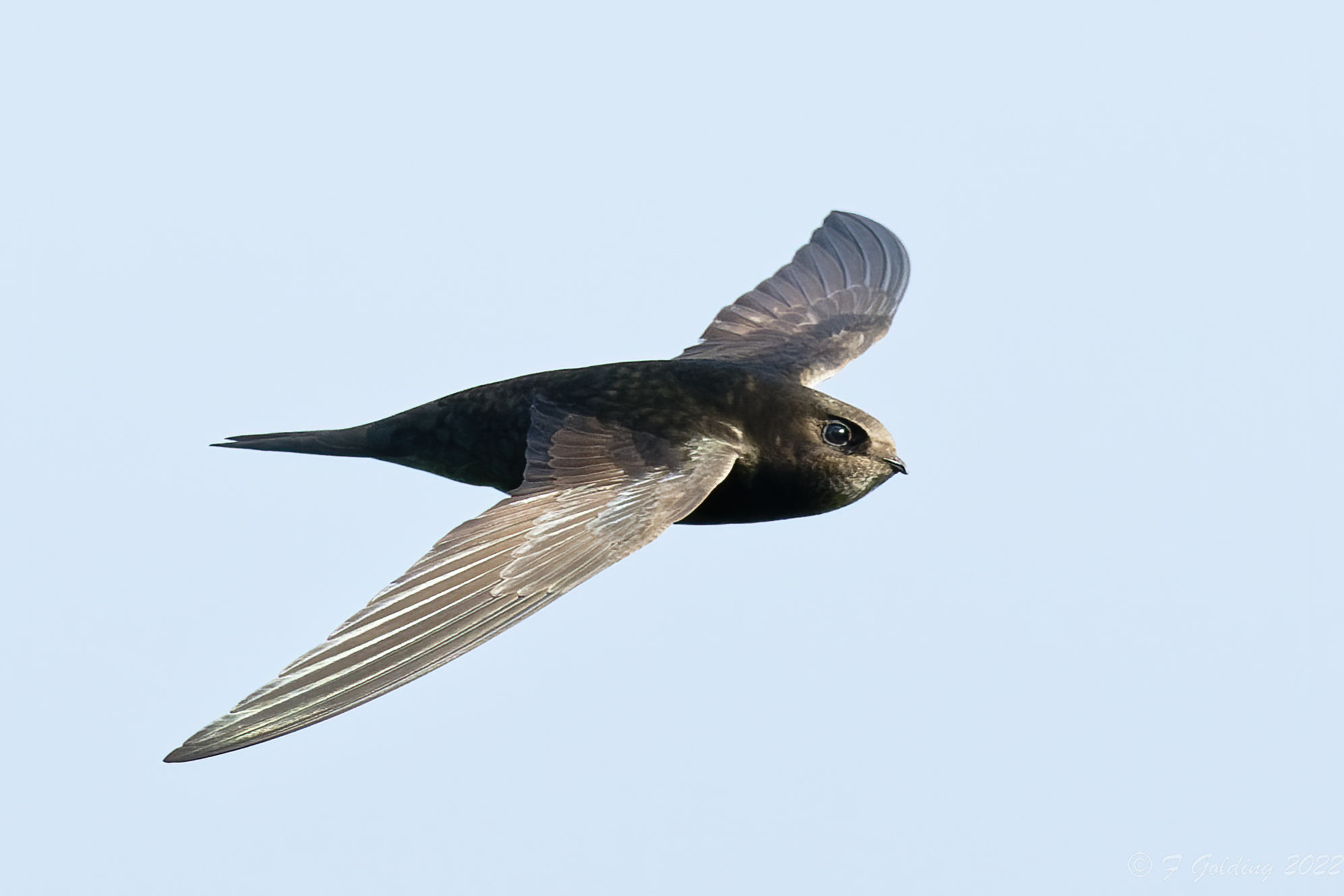 Details : Common Swift - BirdGuides