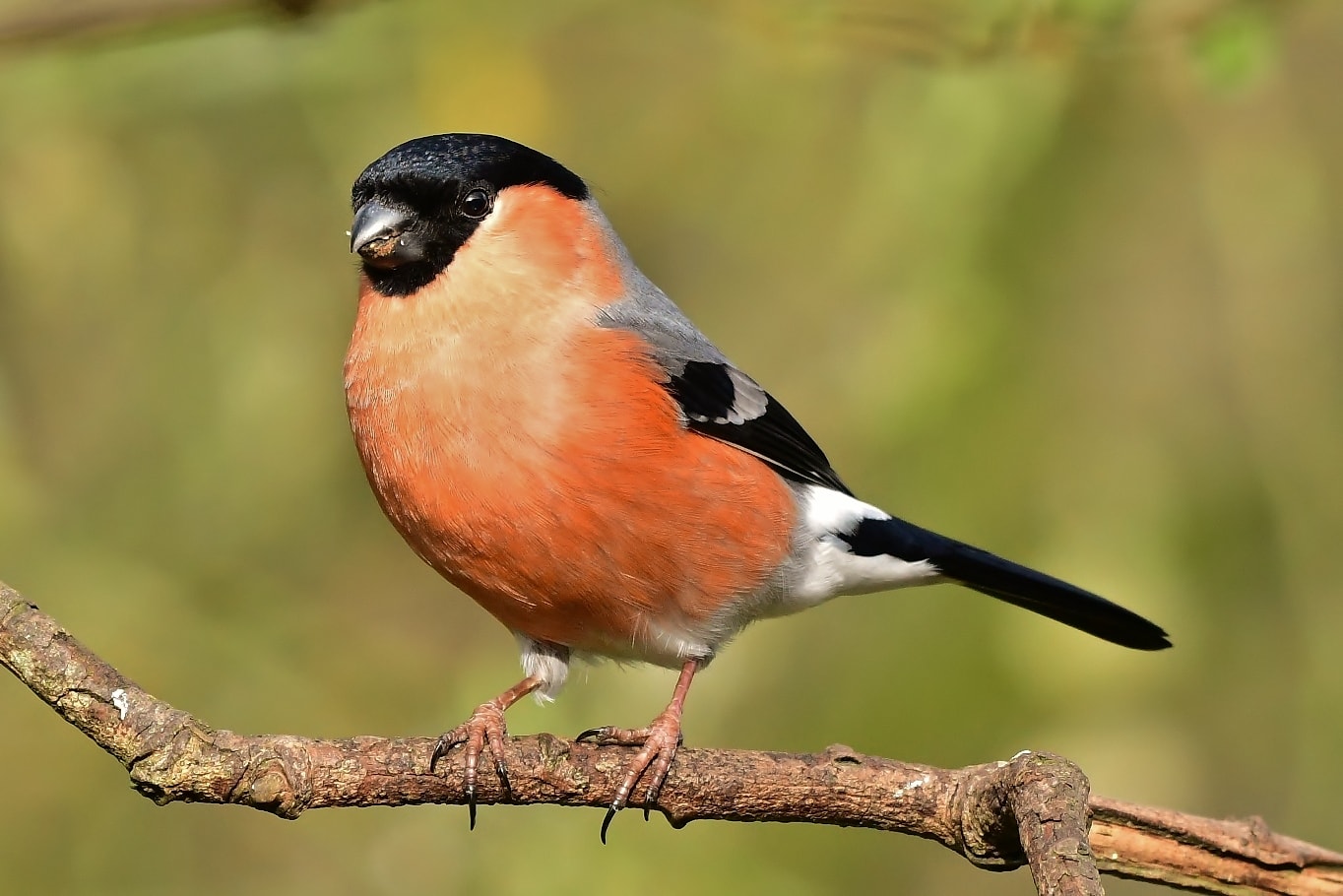 Eurasian Bullfinch by Neil Rendall - BirdGuides