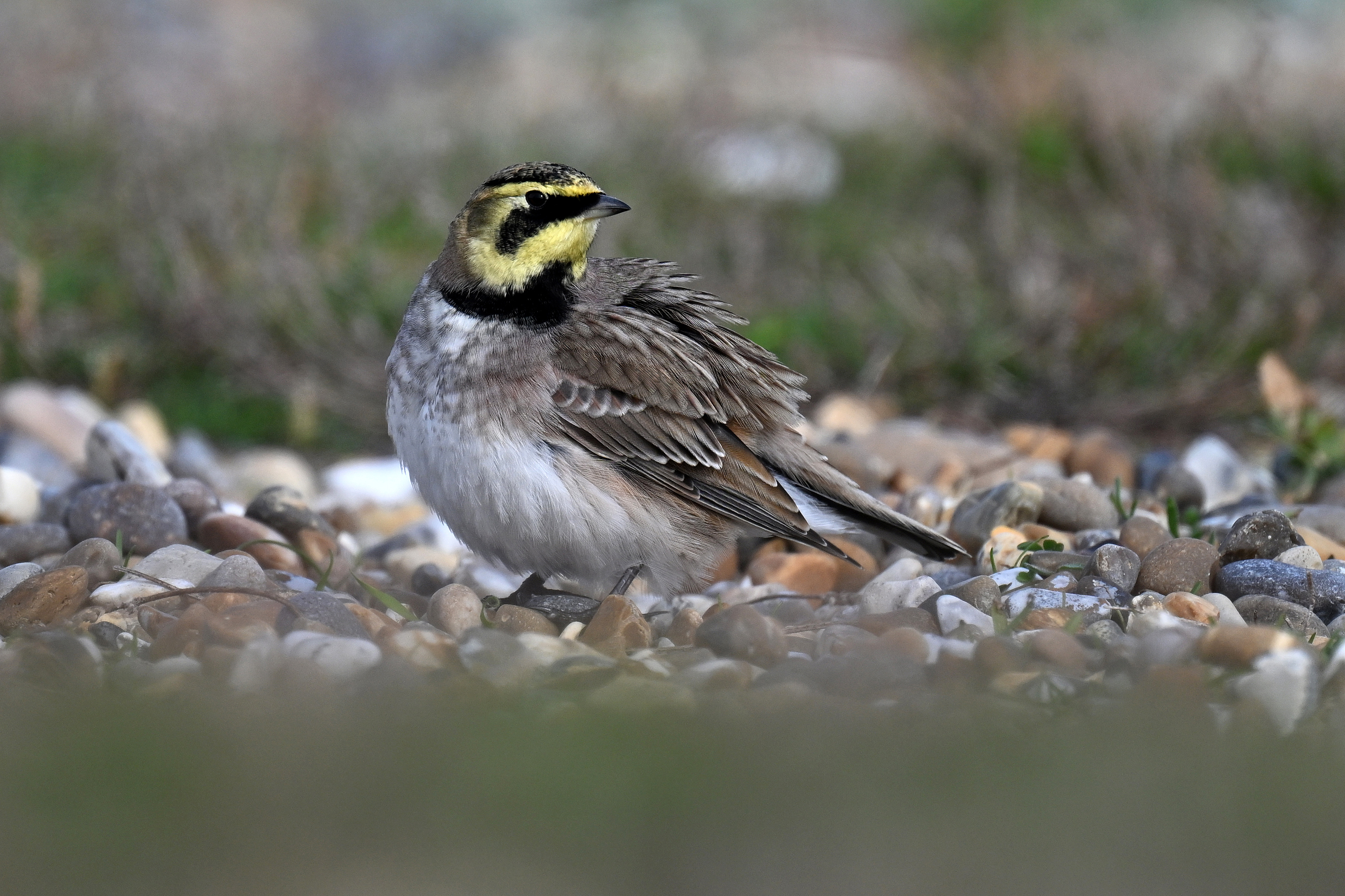 Shore Lark by Nick Appleton - BirdGuides