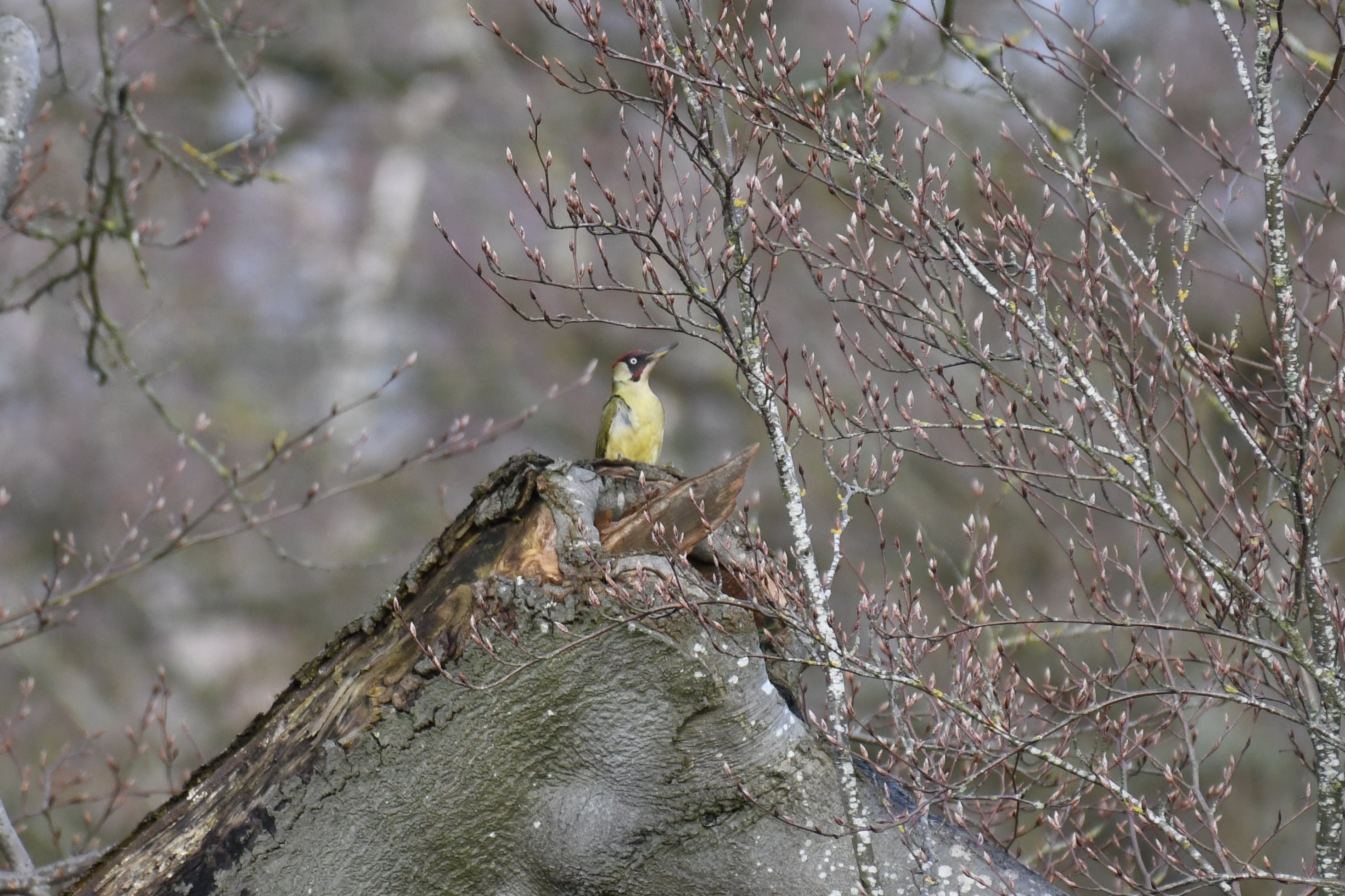 Green Woodpecker by Tony Hession - BirdGuides