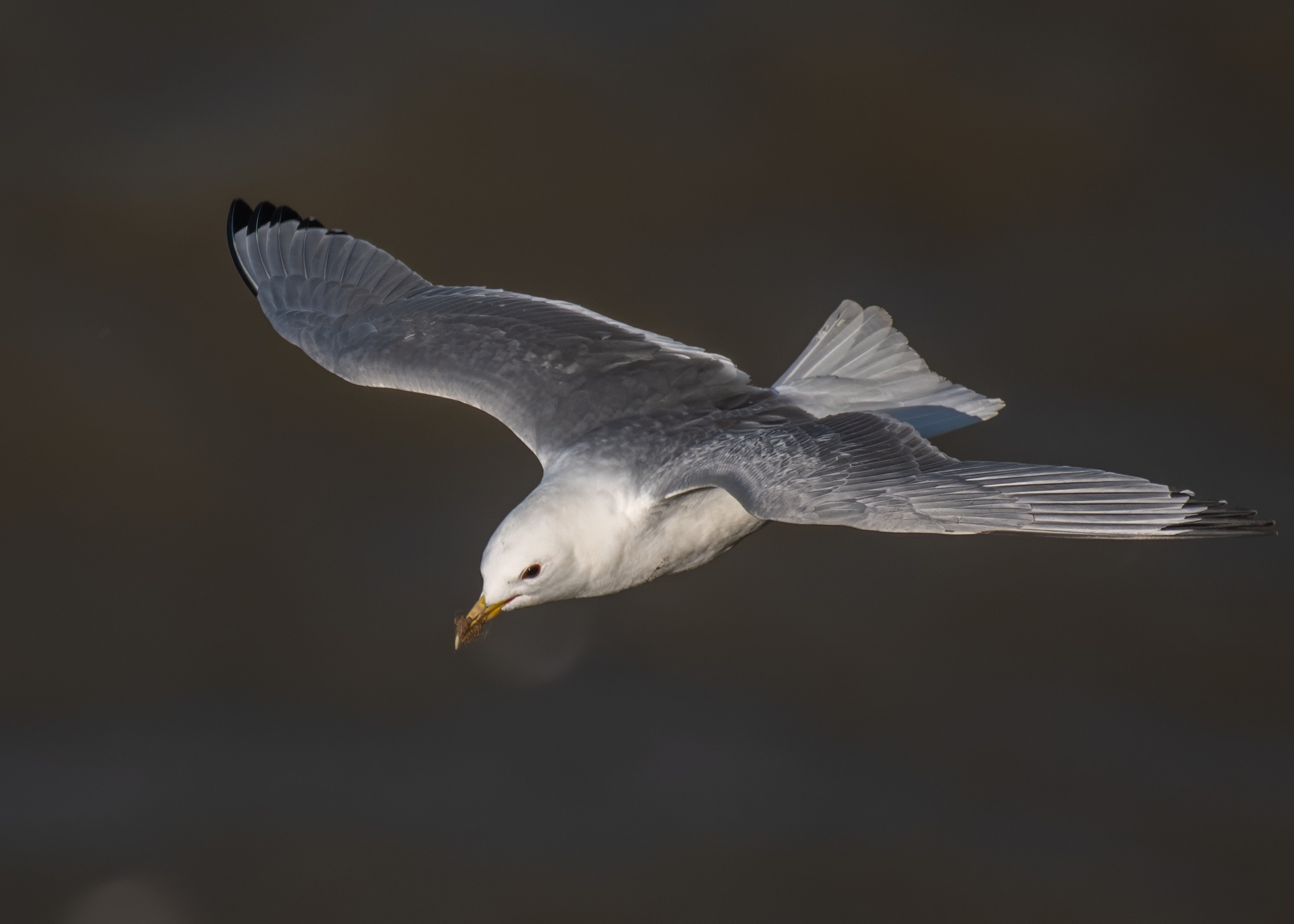 Kittiwake by Conor Macleod - BirdGuides