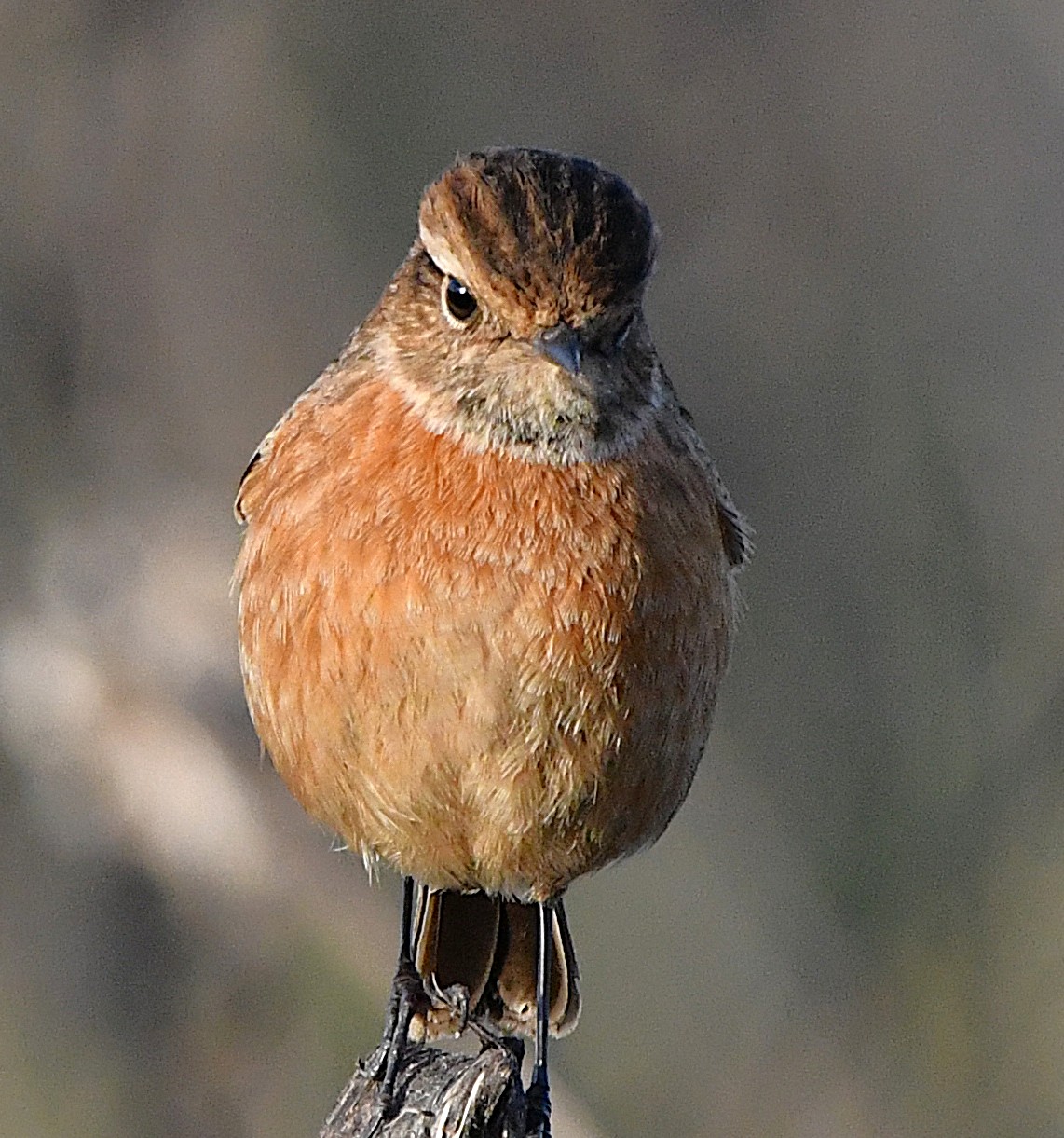 European Stonechat by Steve Clark - BirdGuides