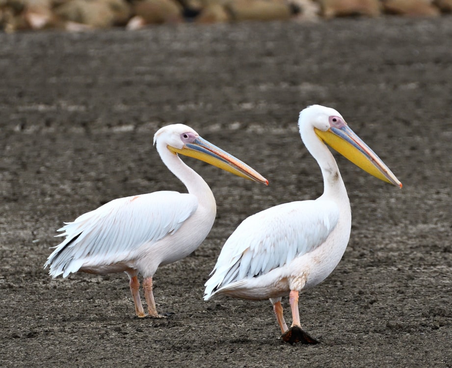 Great White Pelican by Wally Harris - BirdGuides