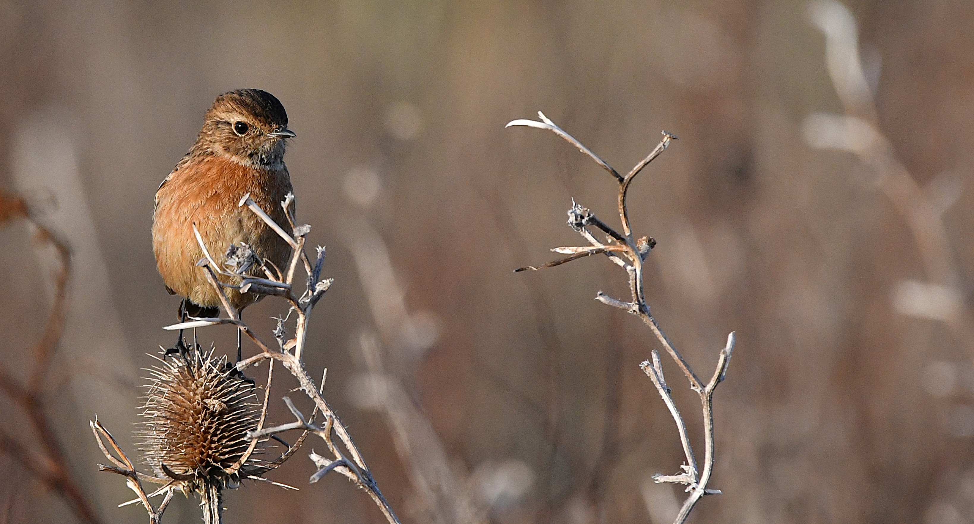European Stonechat by Steve Clark - BirdGuides