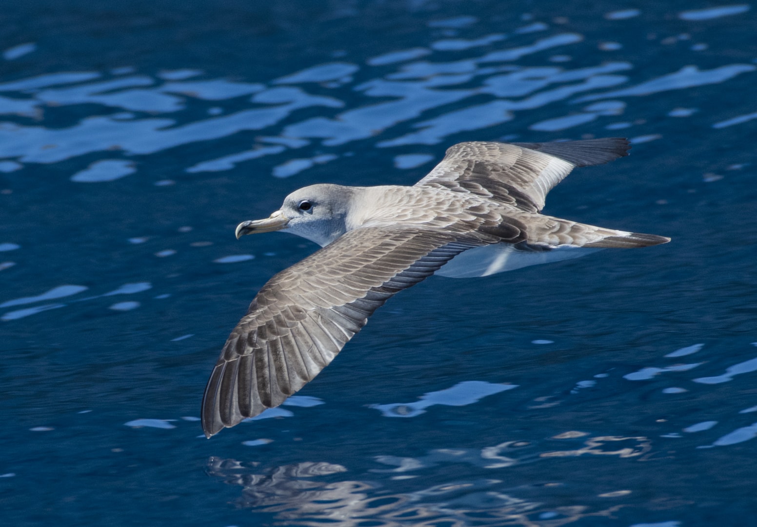 Scopoli's Shearwater by Edward Stubbs - BirdGuides