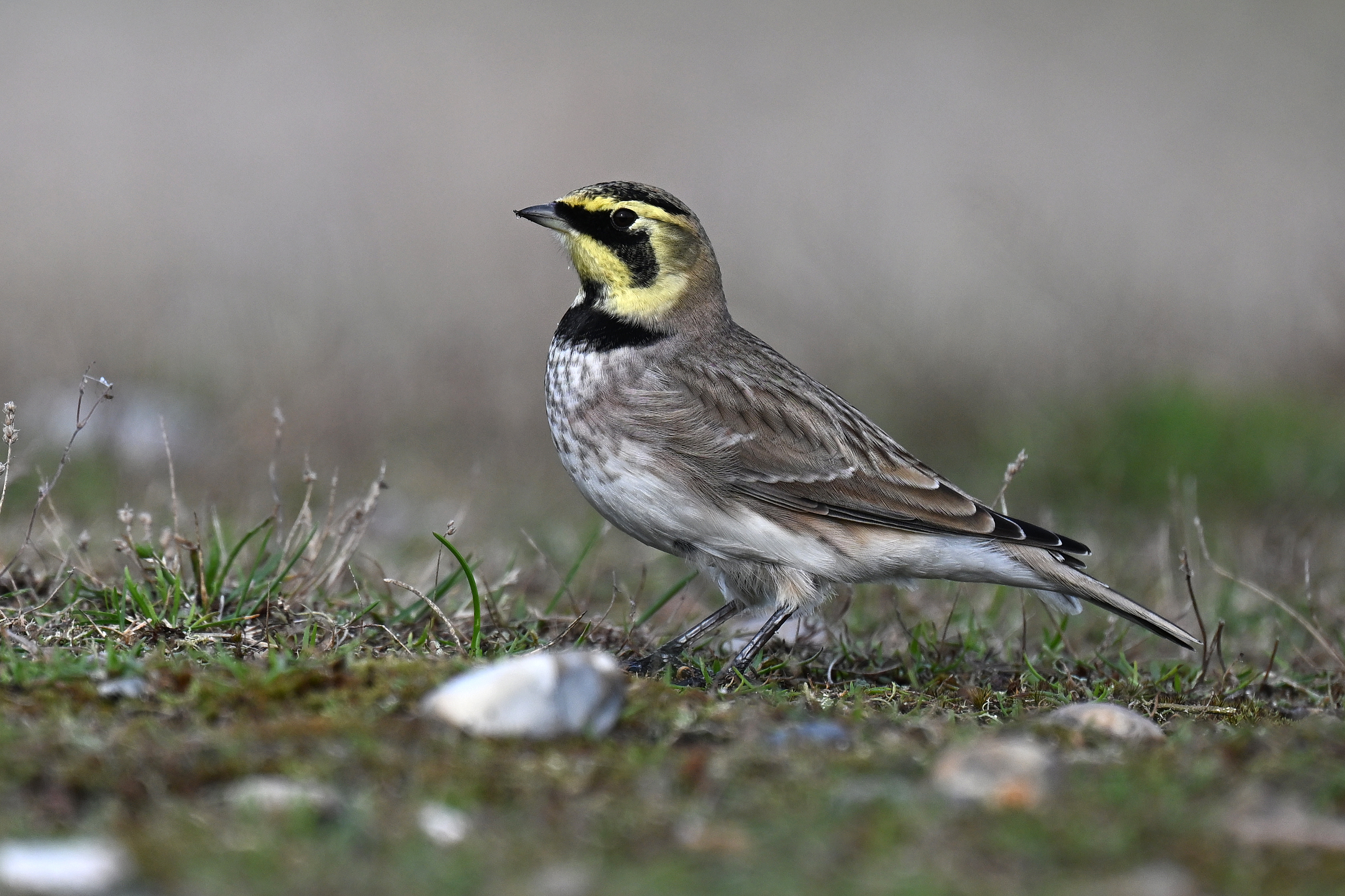 Shore Lark by Nick Appleton - BirdGuides