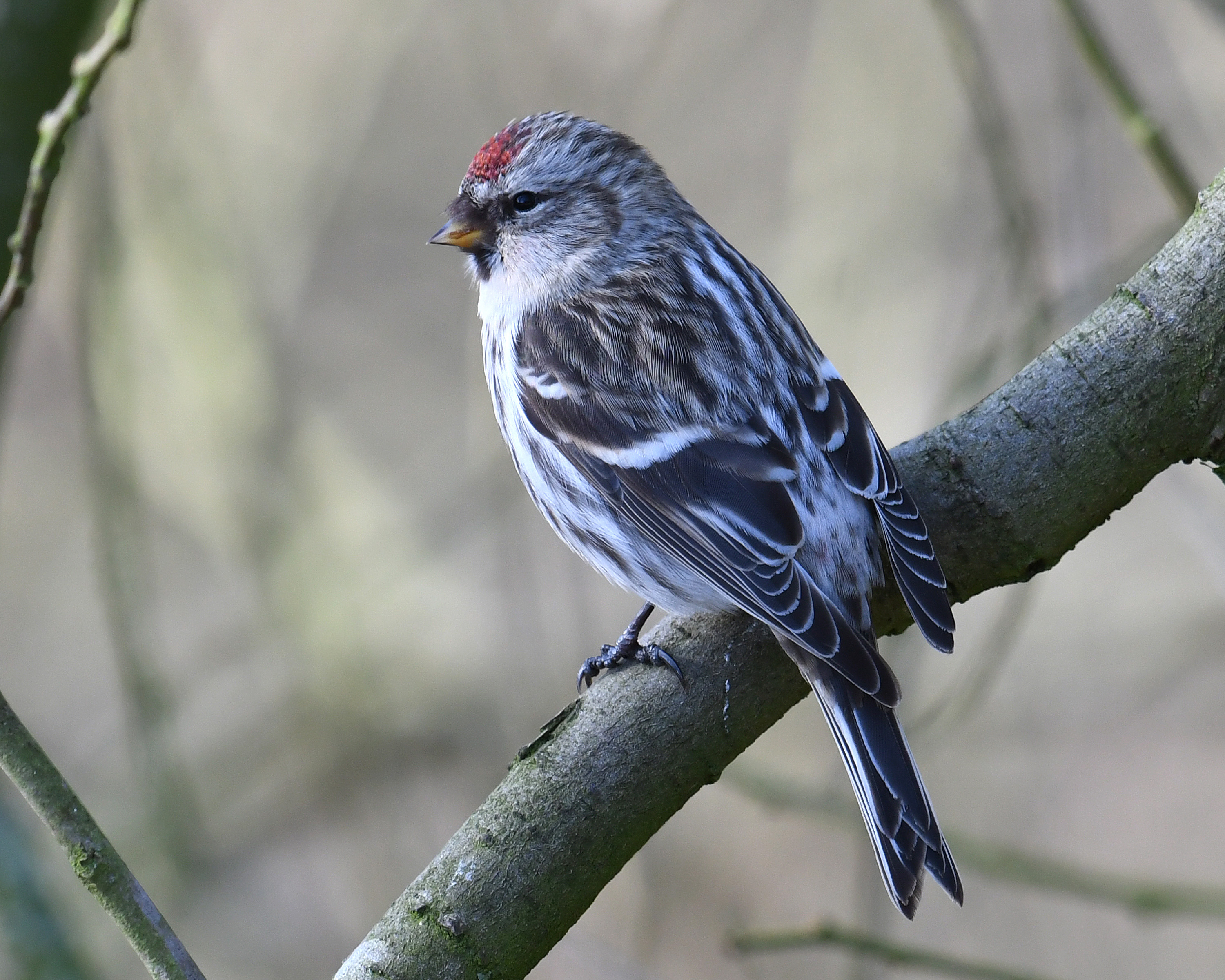 Details : Mealy Redpoll - BirdGuides