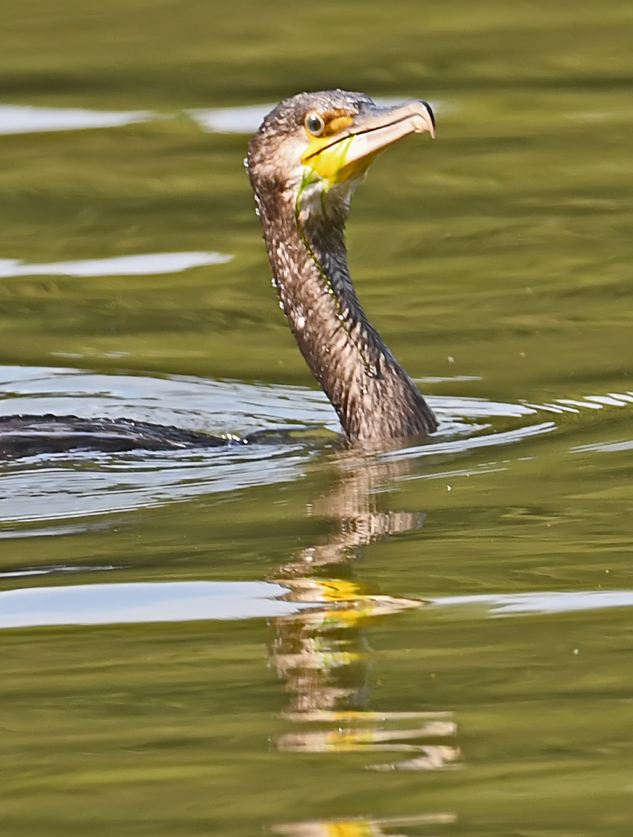 Great Cormorant by Kev Joynes - BirdGuides