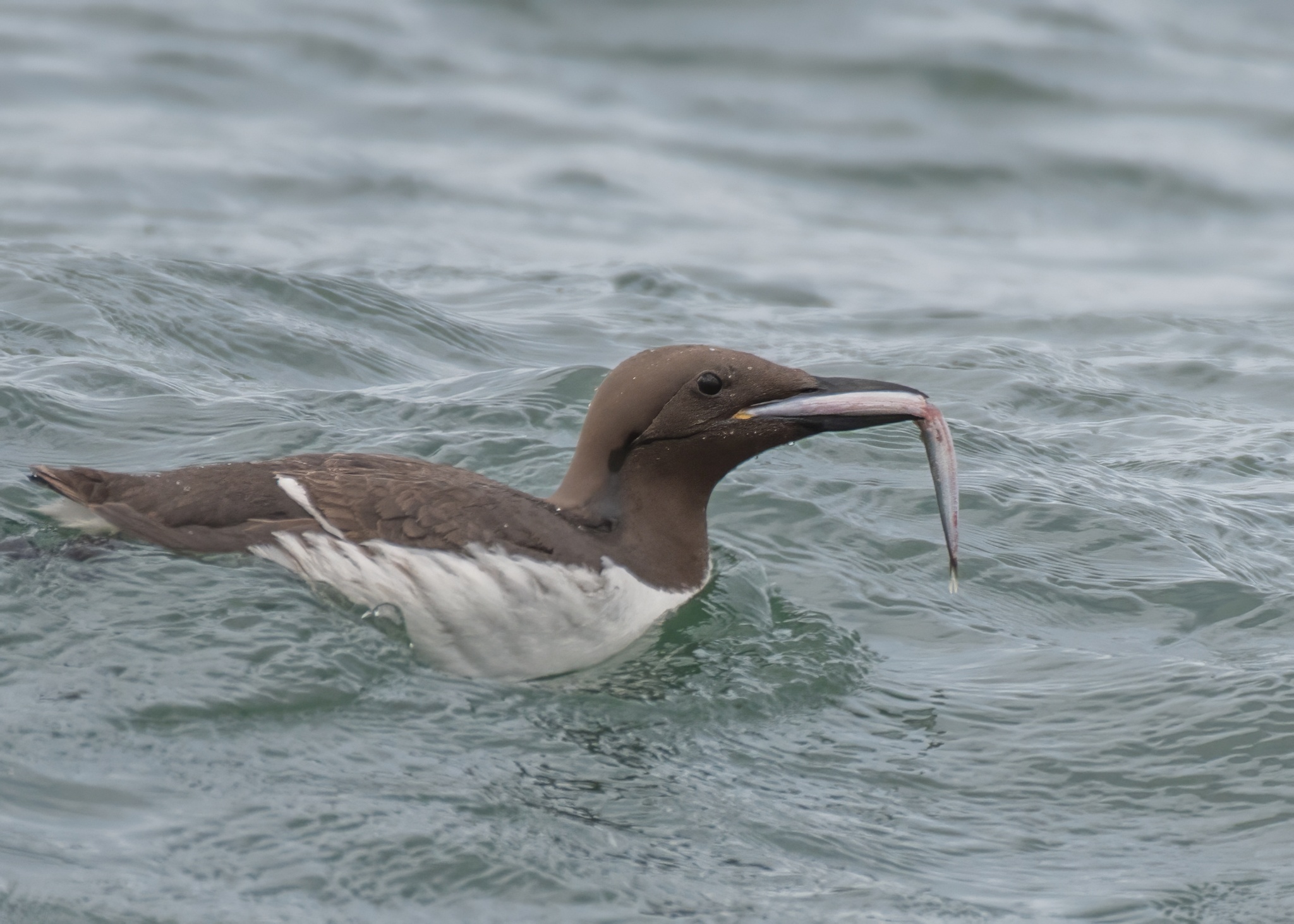 Guillemot by Conor Macleod - BirdGuides