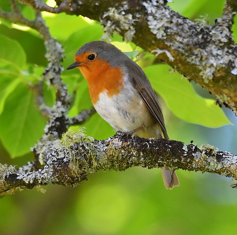 European Robin by John Rowe - BirdGuides