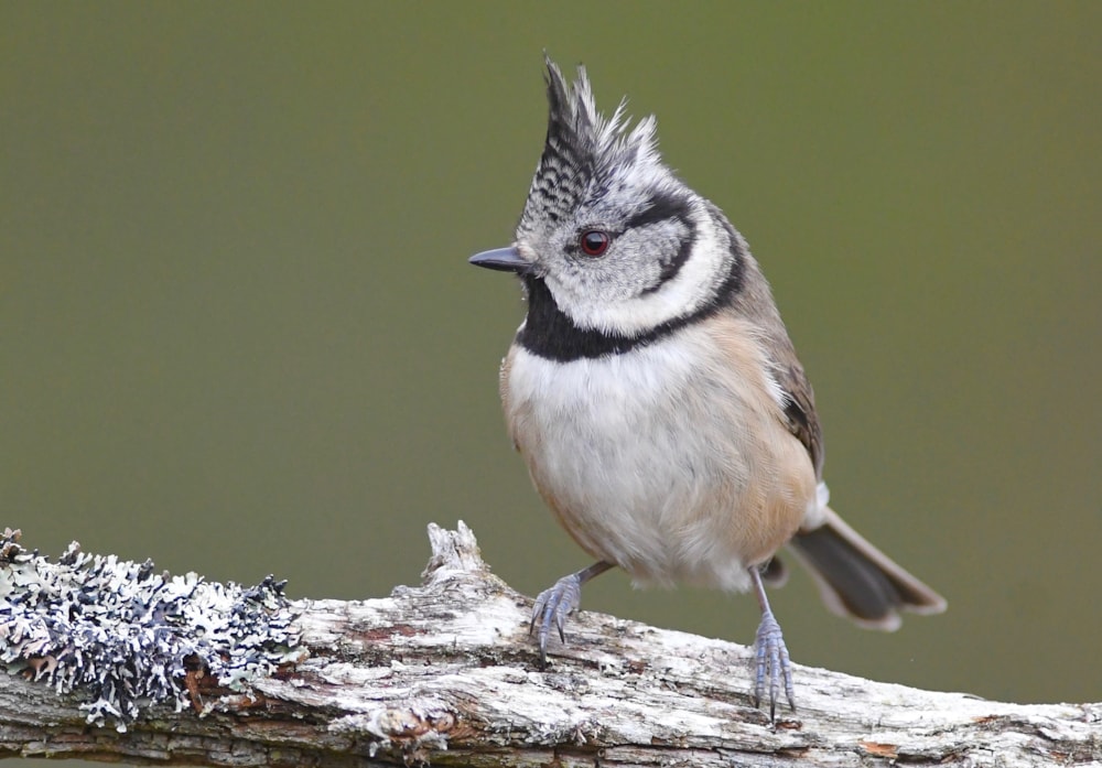 Scottish bird camp to take place in June - BirdGuides