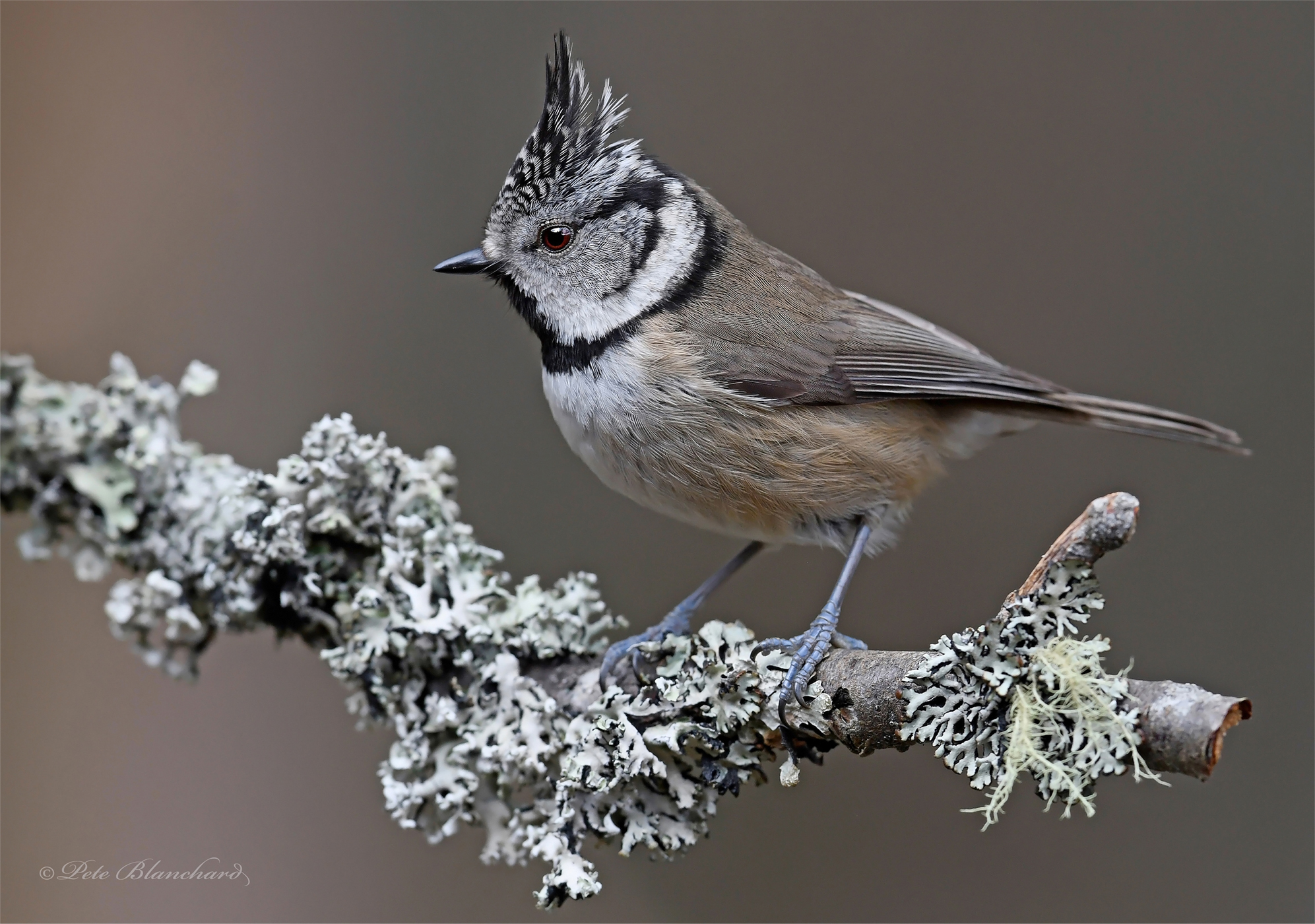 Details : Crested Tit - BirdGuides